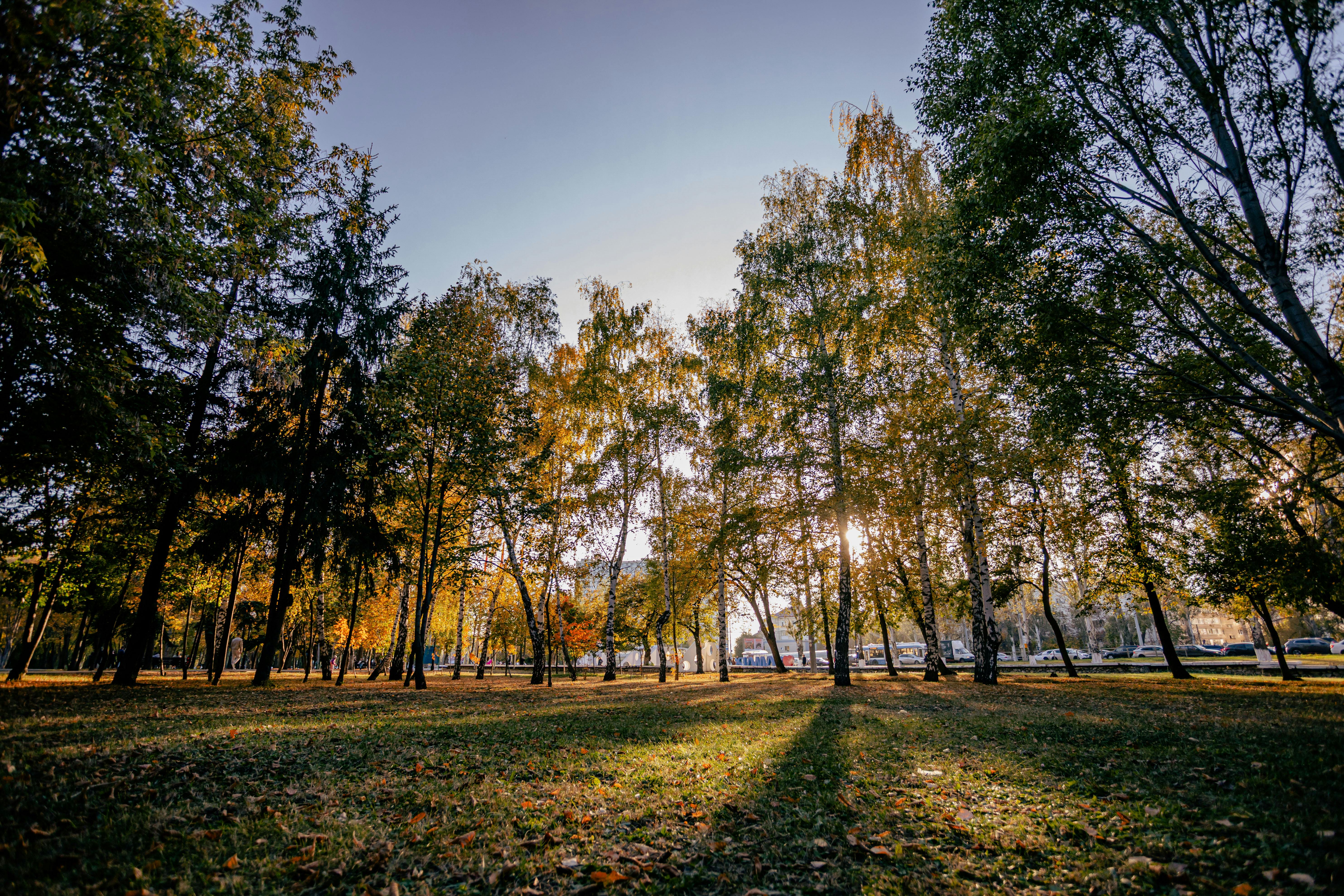 Tree Line Photos, Download The BEST Free Tree Line Stock Photos & HD Images