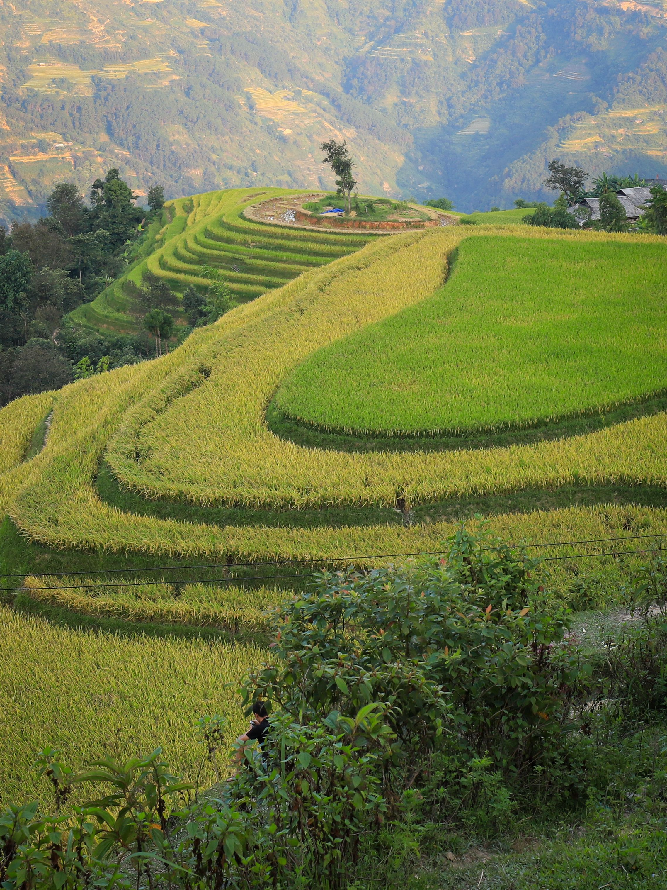Gee Rice Photos, Download The BEST Free Gee Rice Stock Photos & HD Images