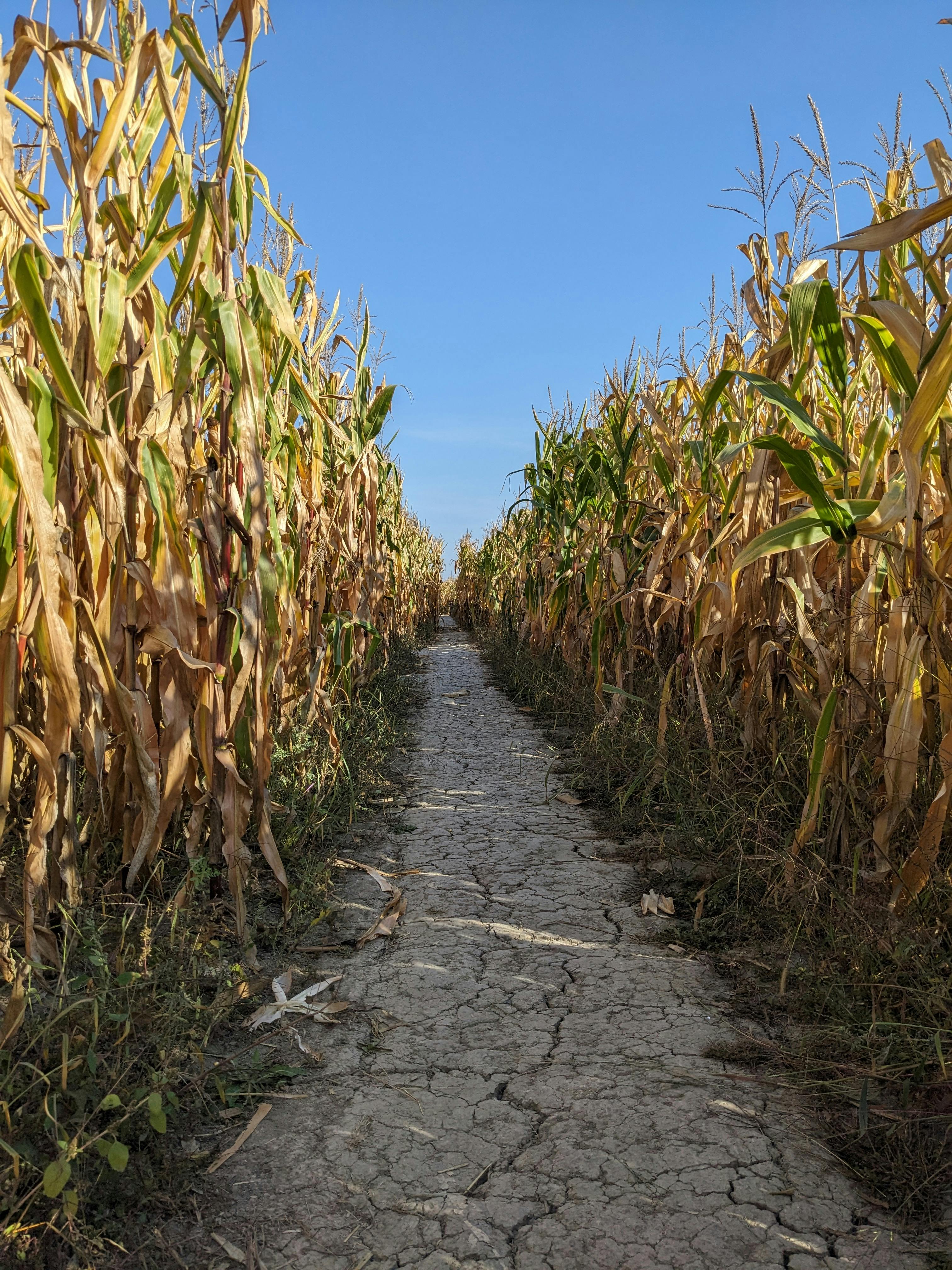 Candy Corn Photos, Download The BEST Free Candy Corn Stock Photos & HD ...