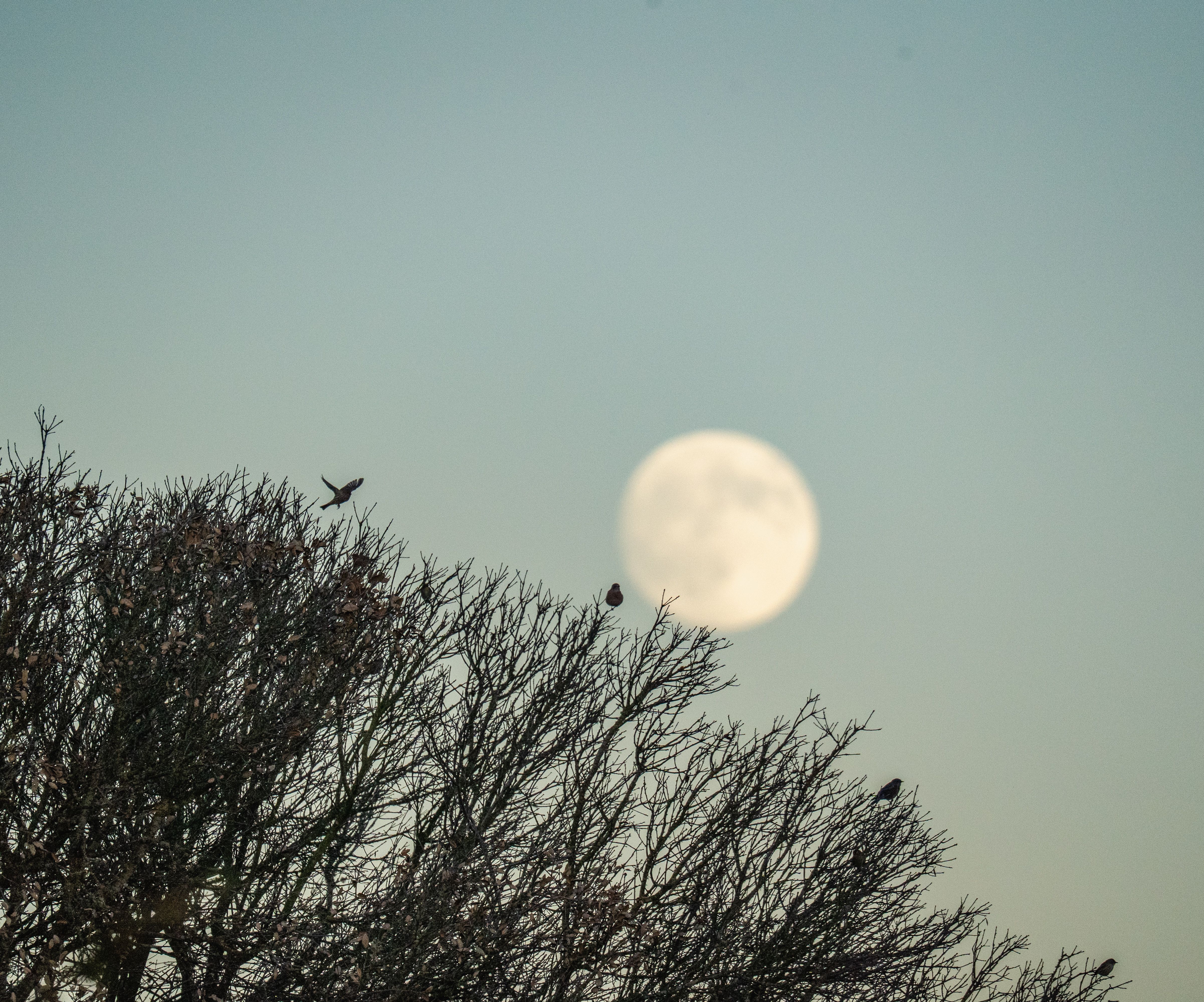 Full Moon Over Tree Branches with Birds · Free Stock Photo