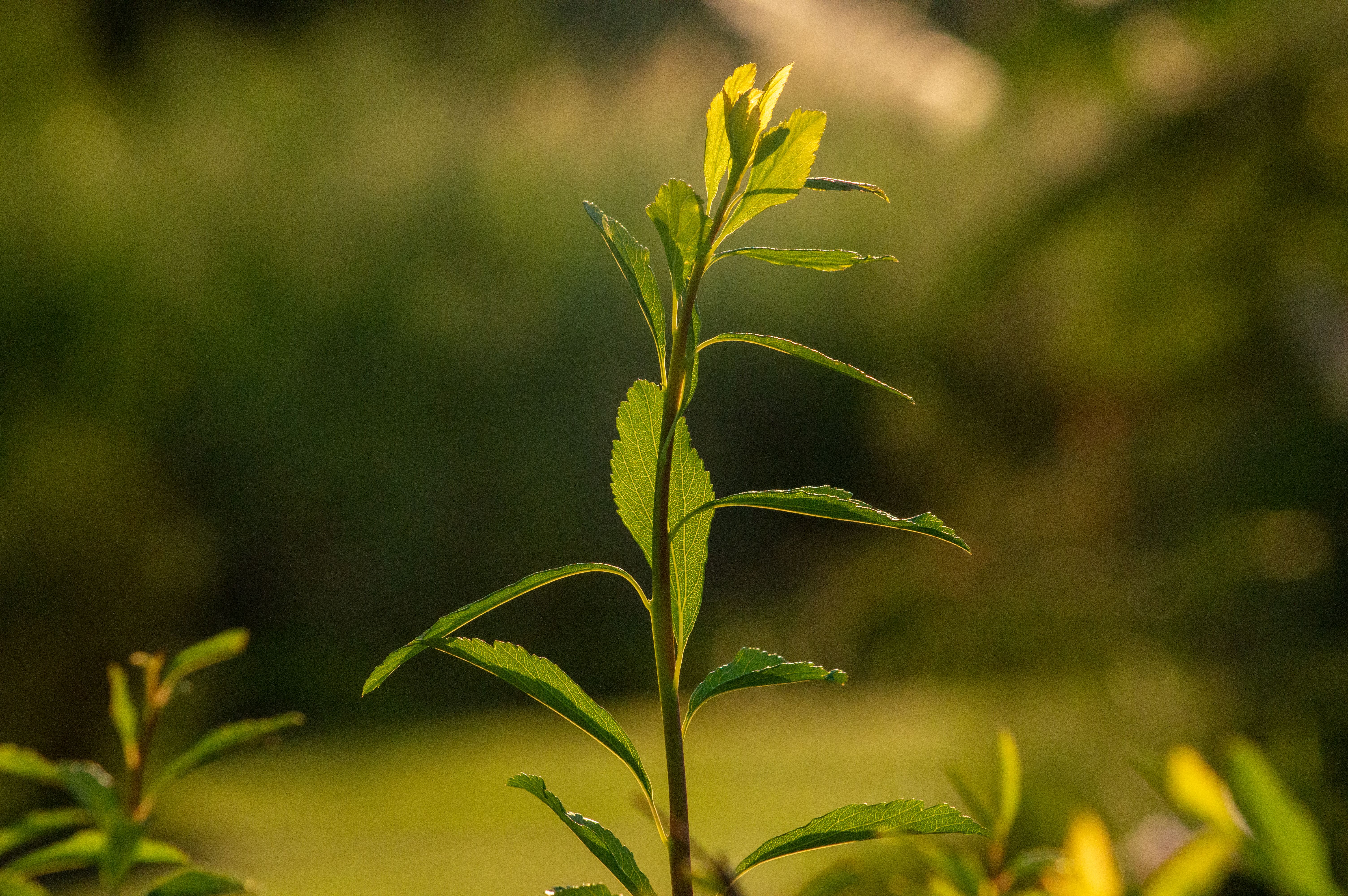 Sprout, Green Plant Photos, Download The BEST Free Sprout, Green Plant ...