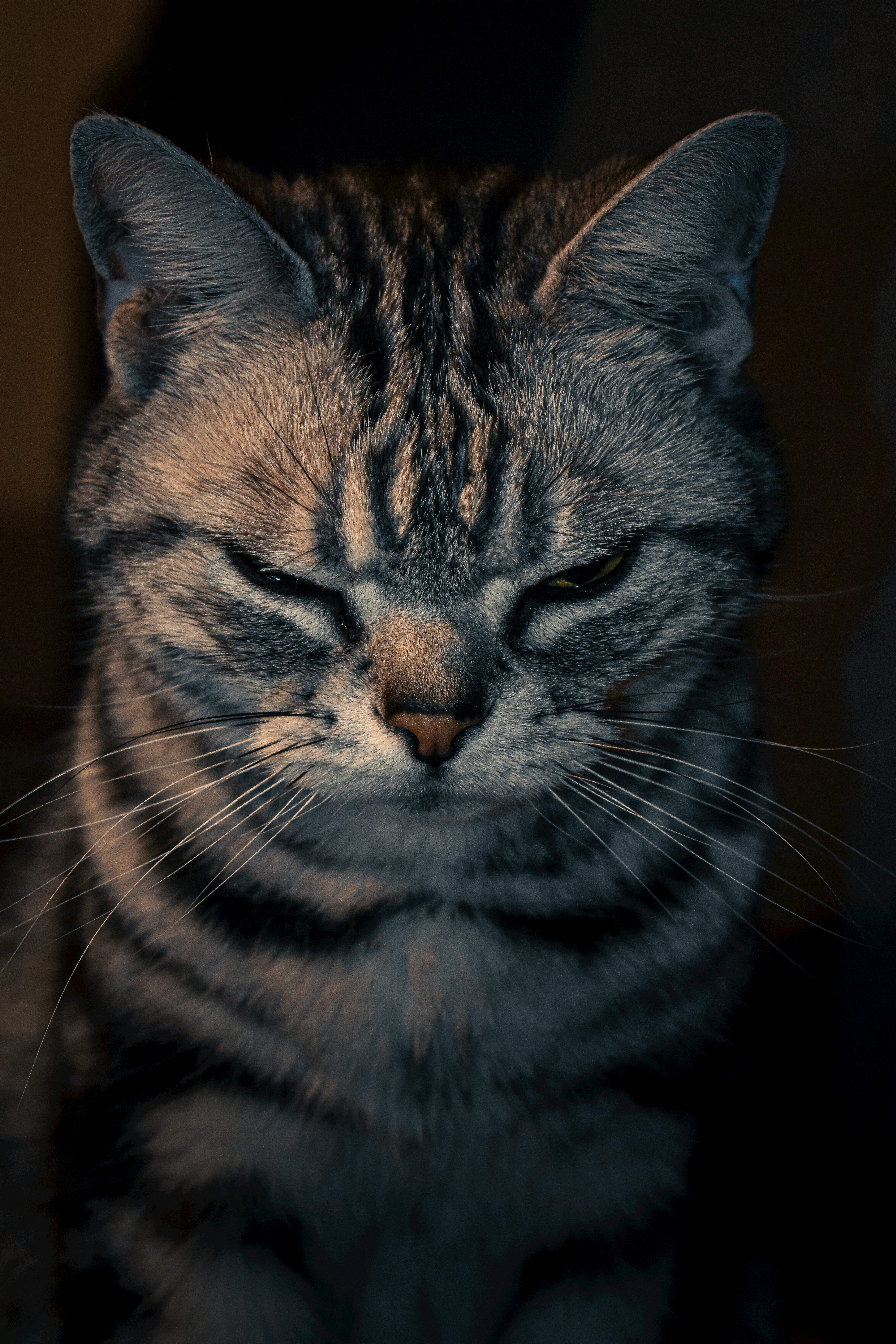 Grumpy Cat Photos, Download The BEST Free Grumpy Cat Stock Photos & HD ...