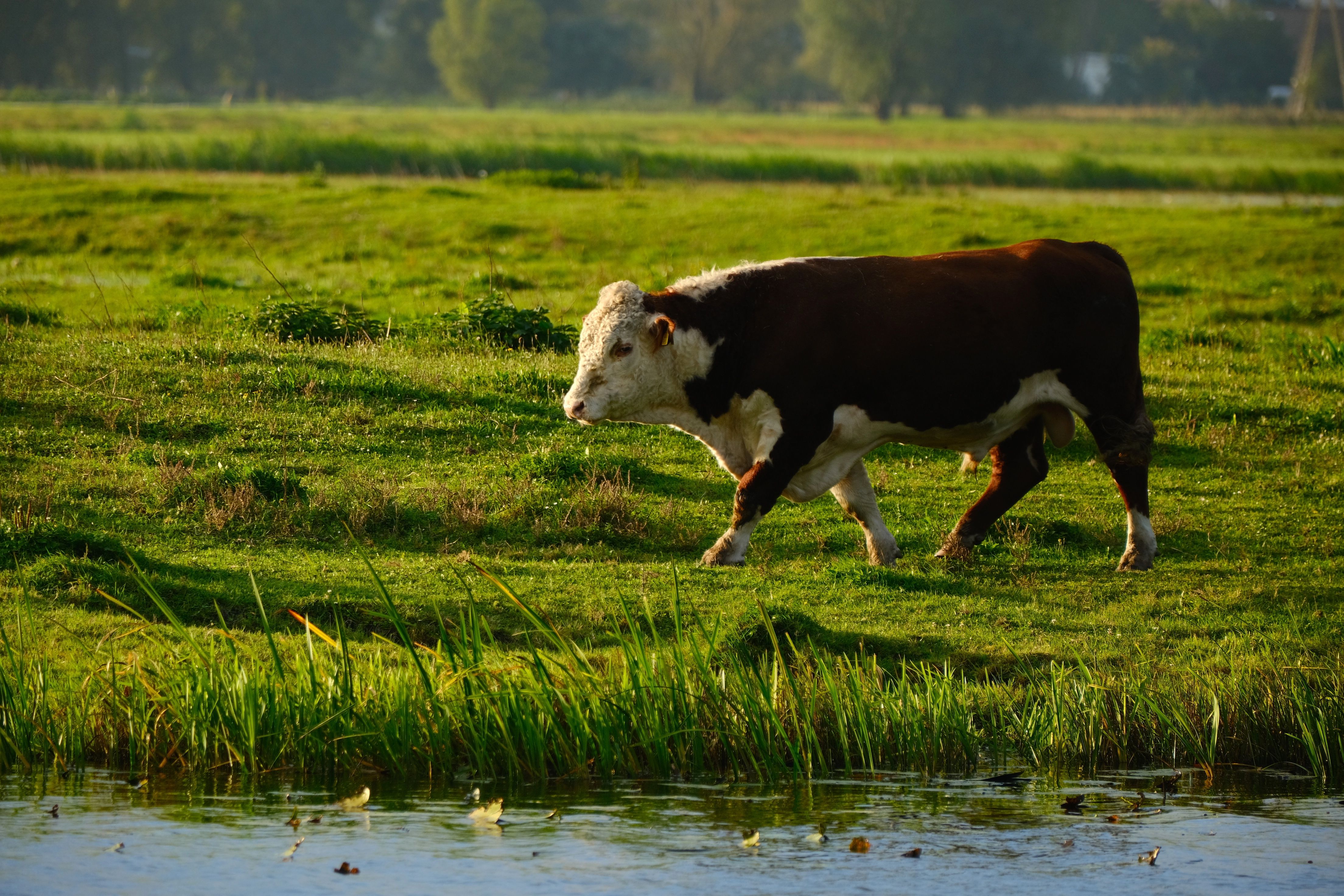 2000 Cow Photos, Download The BEST Free 2000 Cow Stock Photos & HD Images