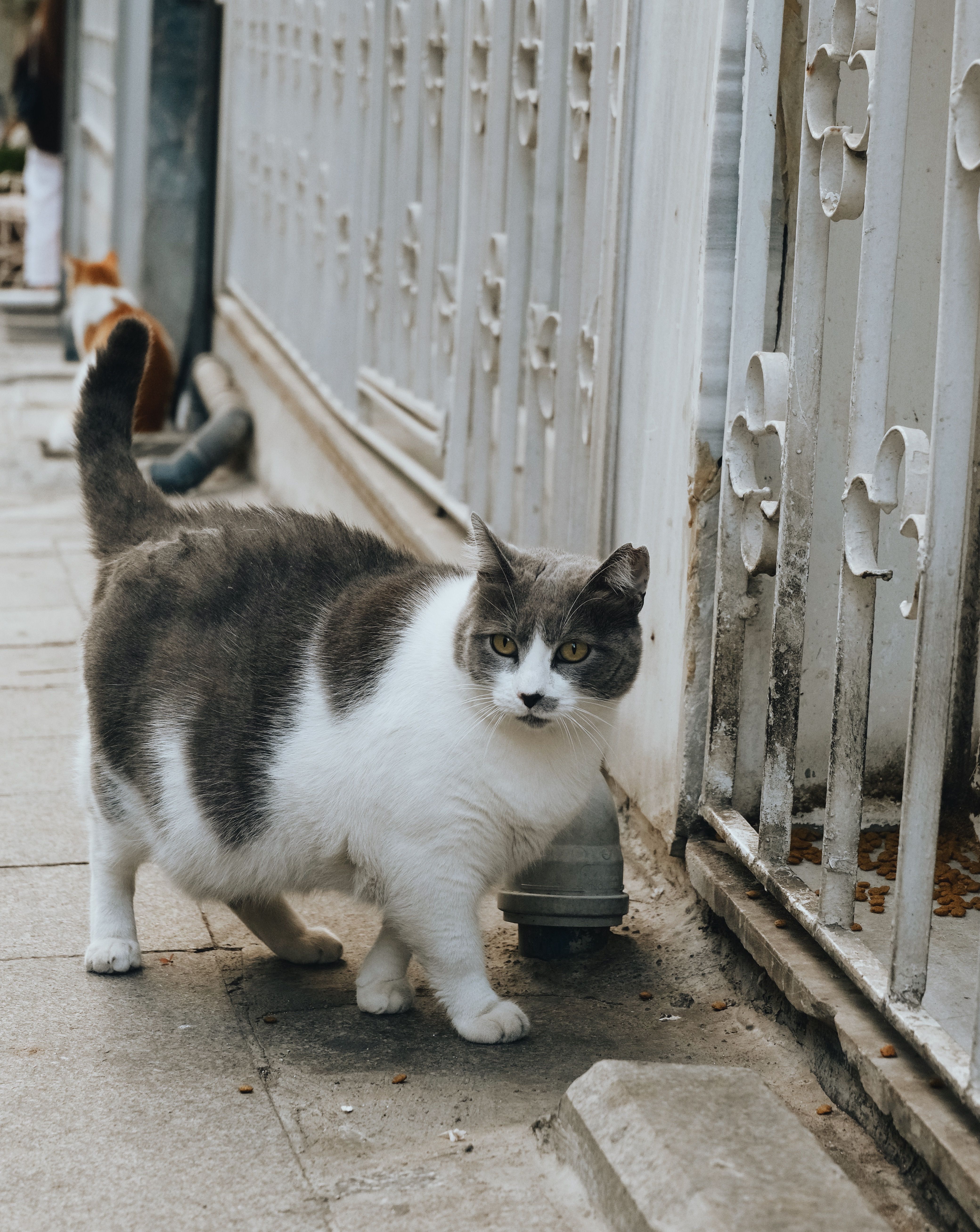 Curious Cat Exploring an Urban Alleyway · Free Stock Photo
