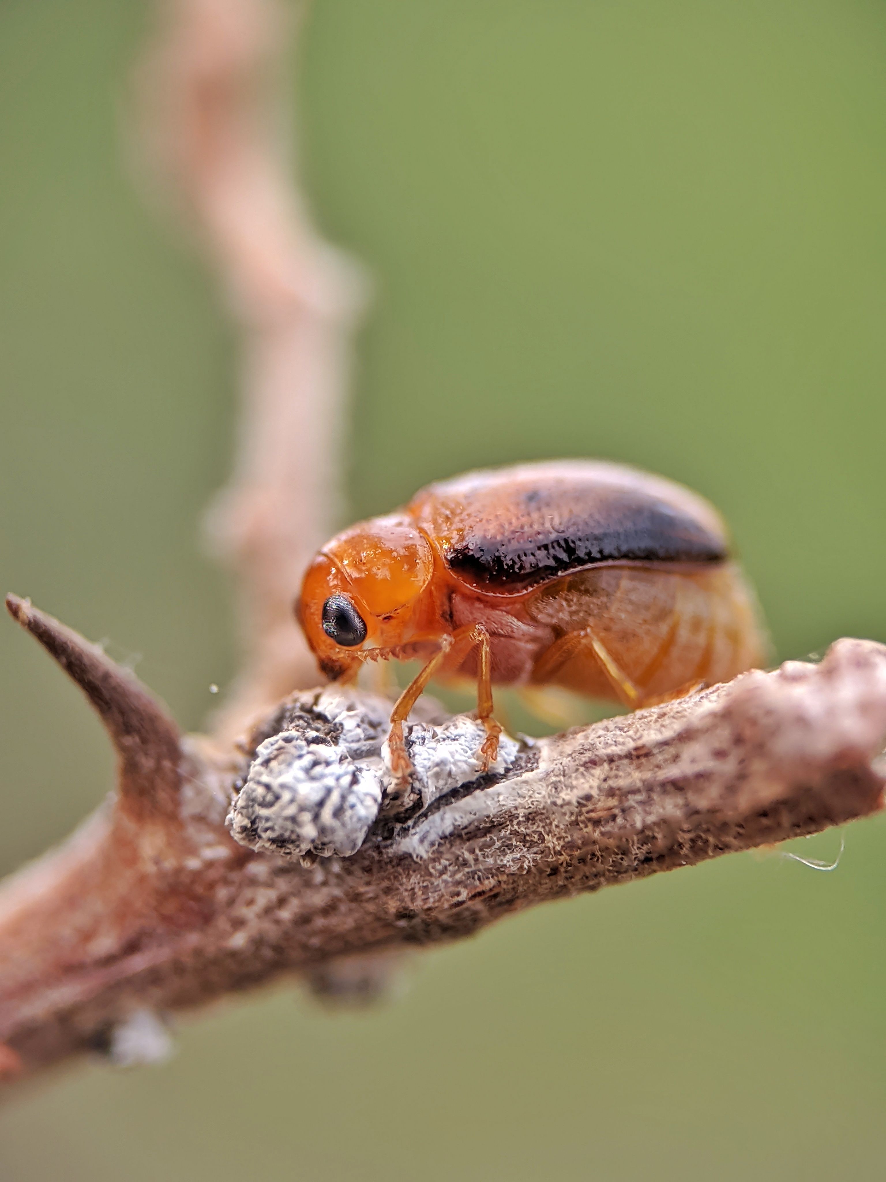 Beetle Larvae Photos, Download The BEST Free Beetle Larvae Stock Photos ...