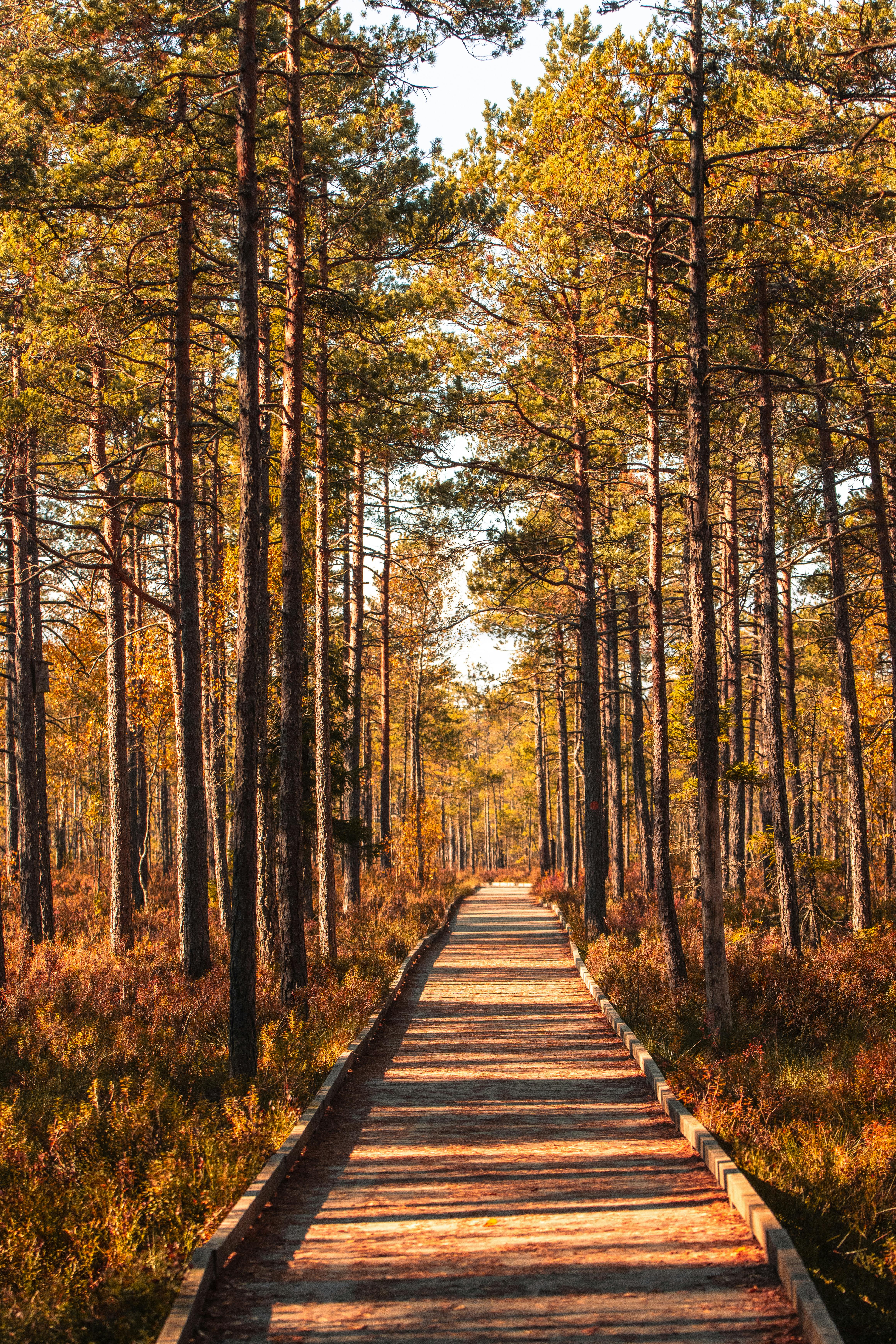 Autumn Pathway through Nordic Forest · Free Stock Photo