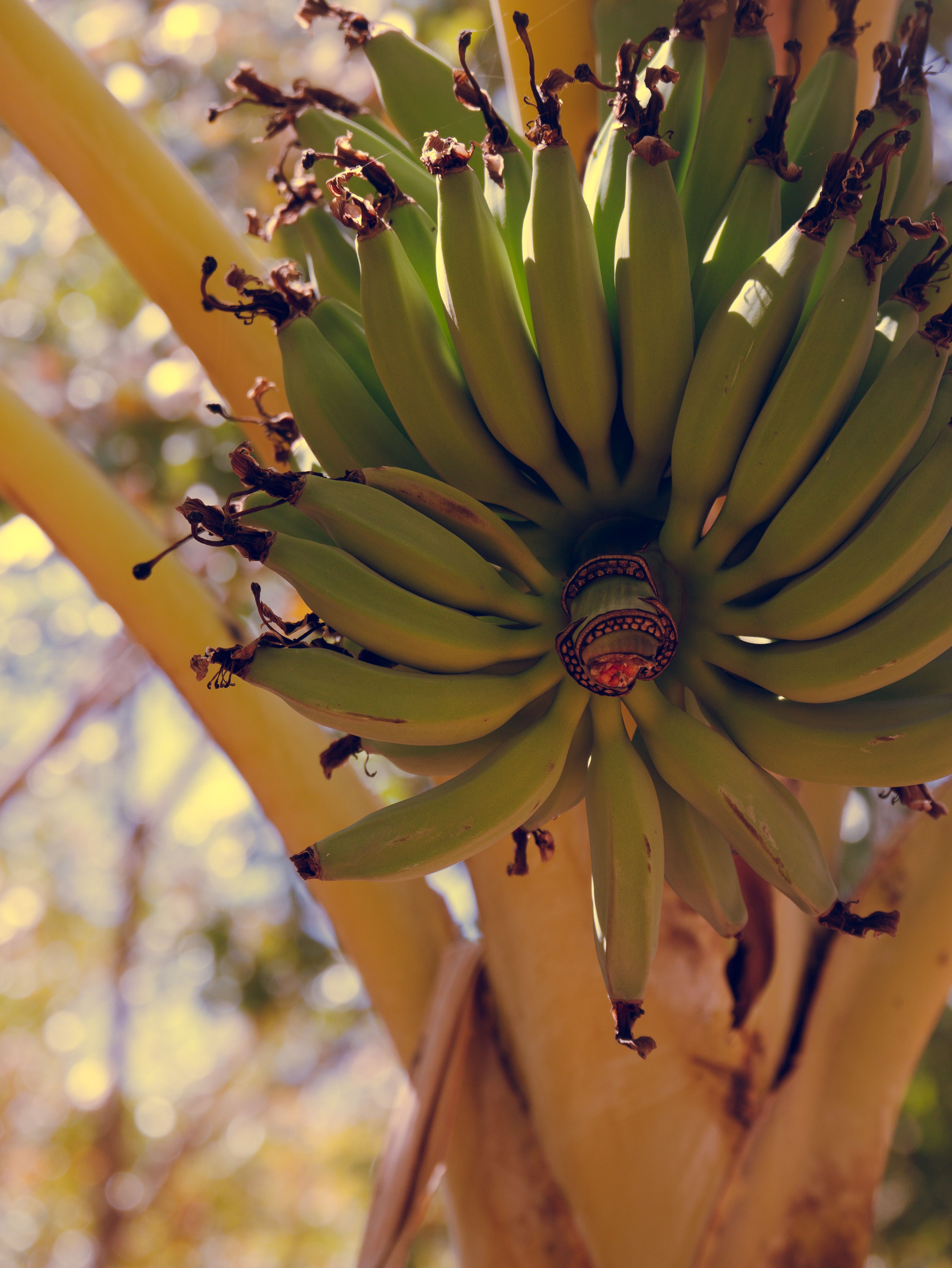 Banana Pick Photos, Download The BEST Free Banana Pick Stock Photos ...