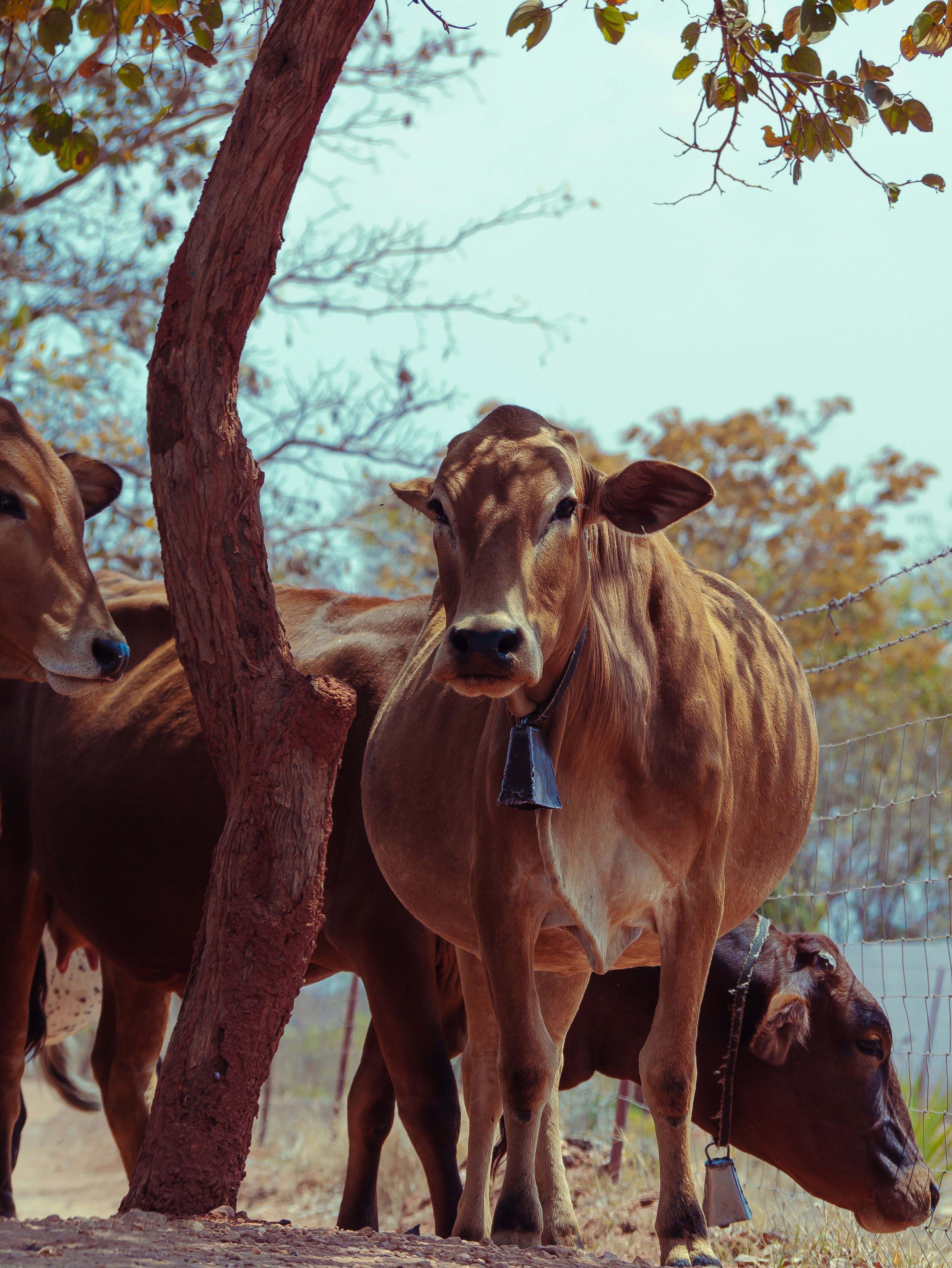 Farm Scenery Photos, Download The BEST Free Farm Scenery Stock Photos ...