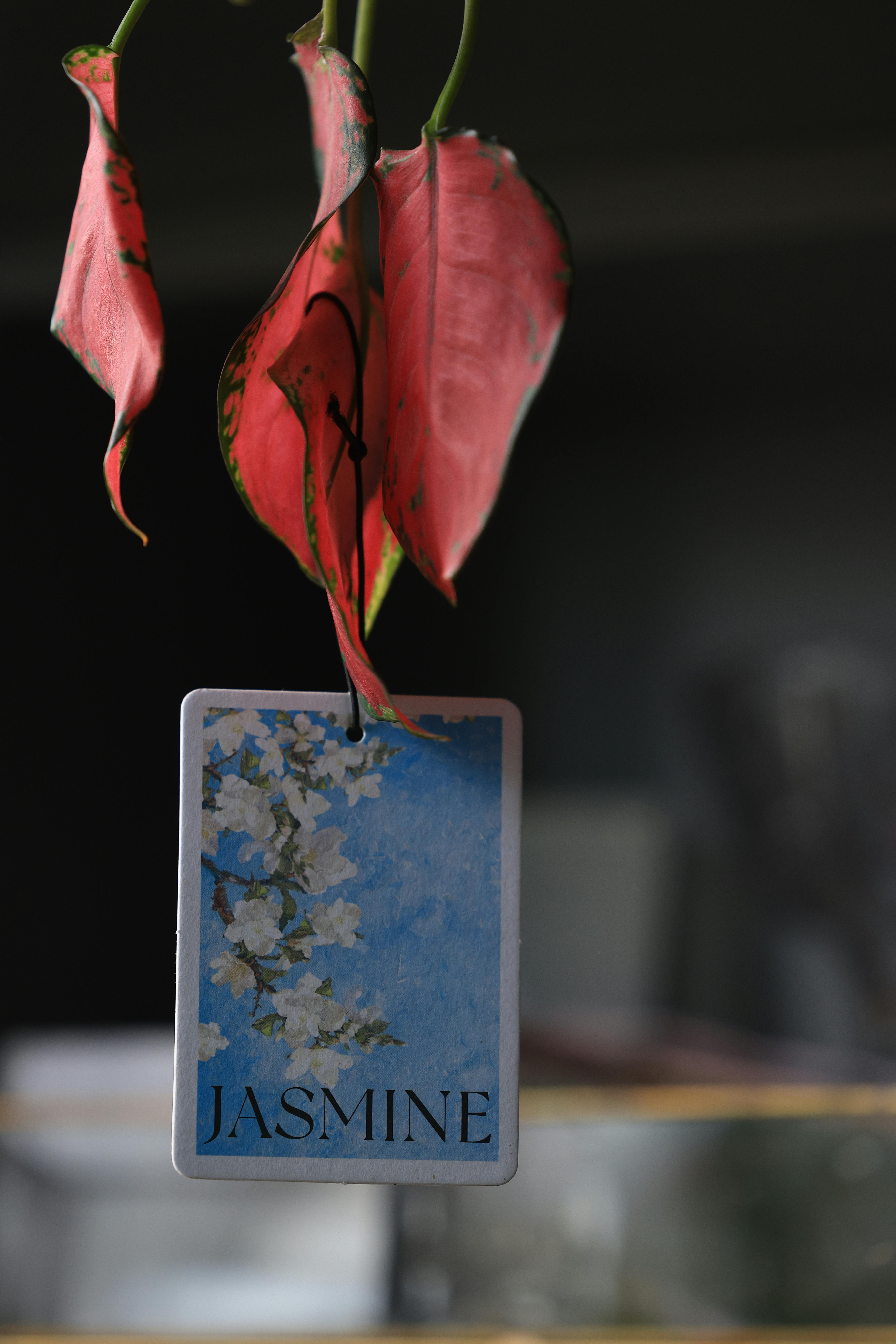 Jasmine Video Photos, Download The BEST Free Jasmine Video Stock Photos ...