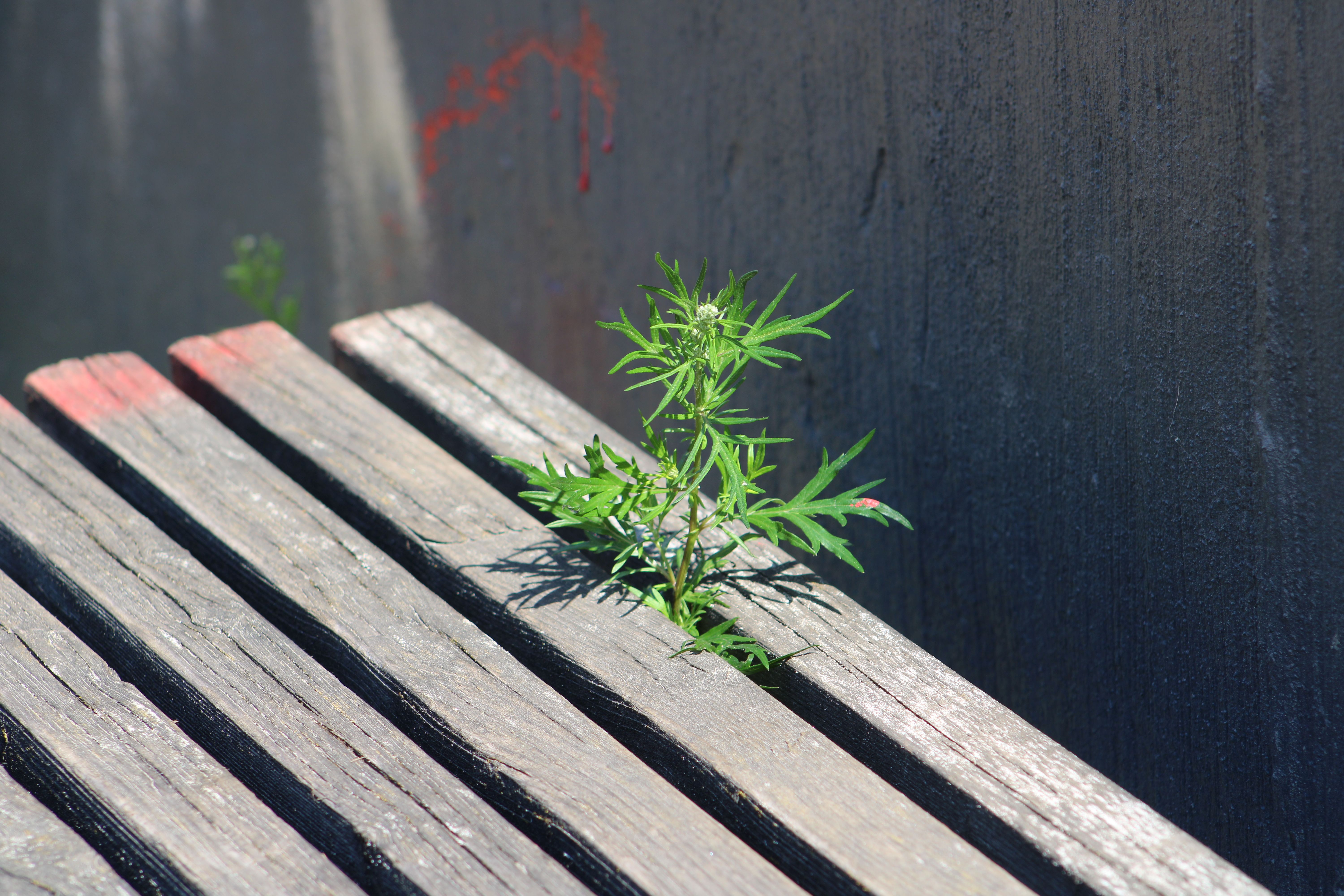 Vibrant Green Weed Growing through Aged Wood · Free Stock Photo