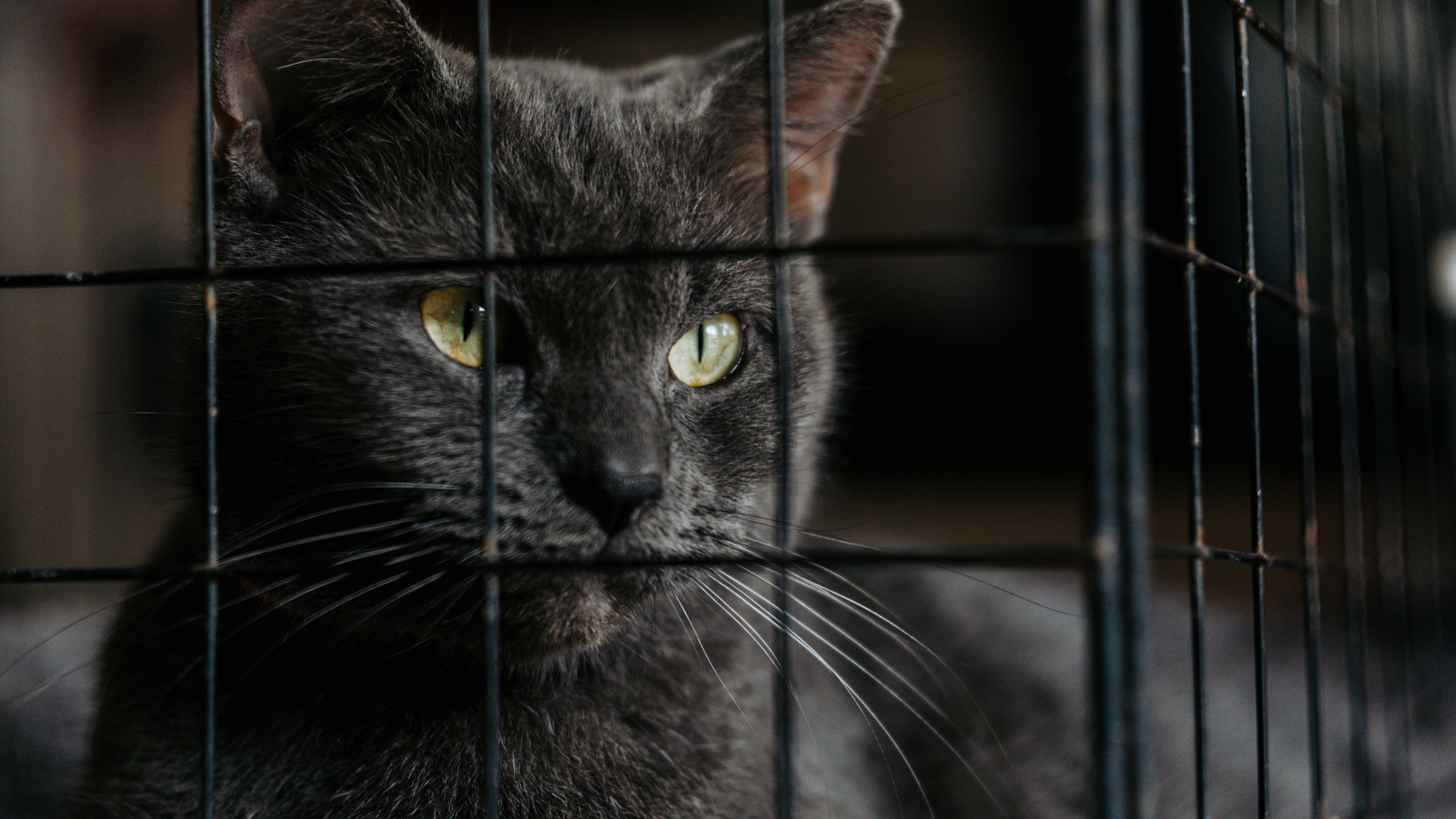 Sad Cat Photos, Download The BEST Free Sad Cat Stock Photos & HD Images
