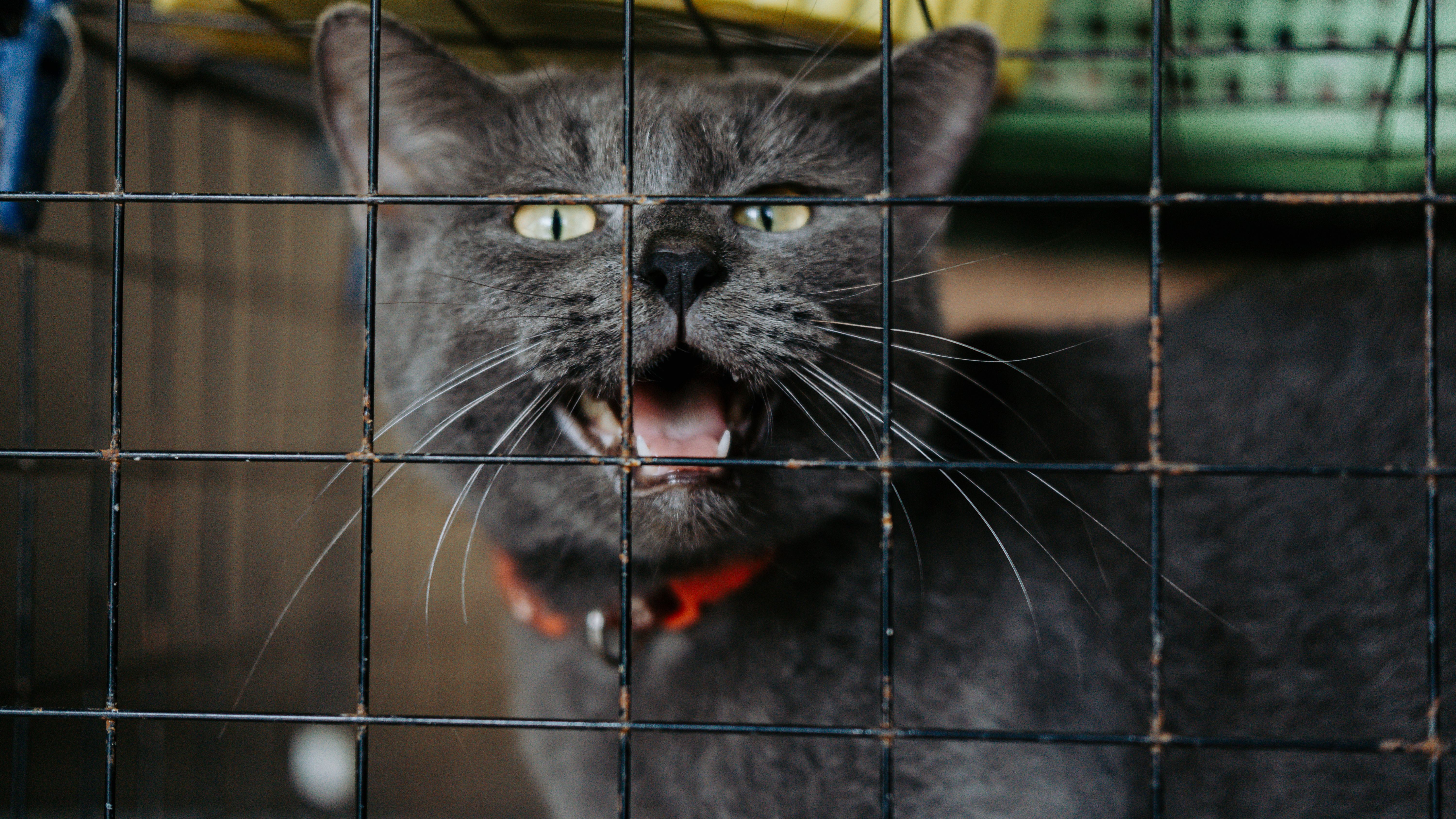 Sad Cat In Cage Photos, Download The BEST Free Sad Cat In Cage Stock ...