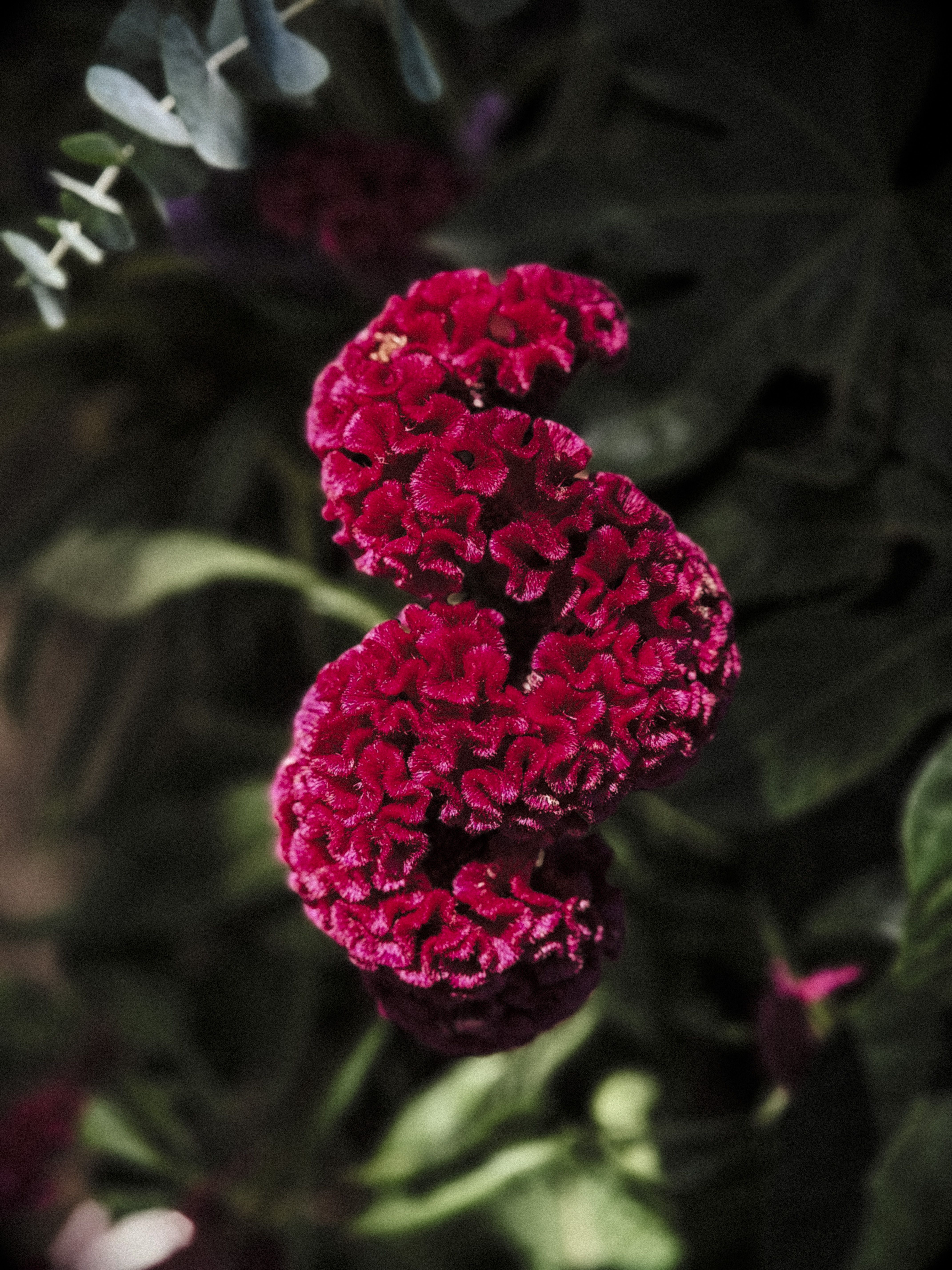 Primer Plano De Una Flor De Cresta De Gallo Roja Vibrante · Foto de ...