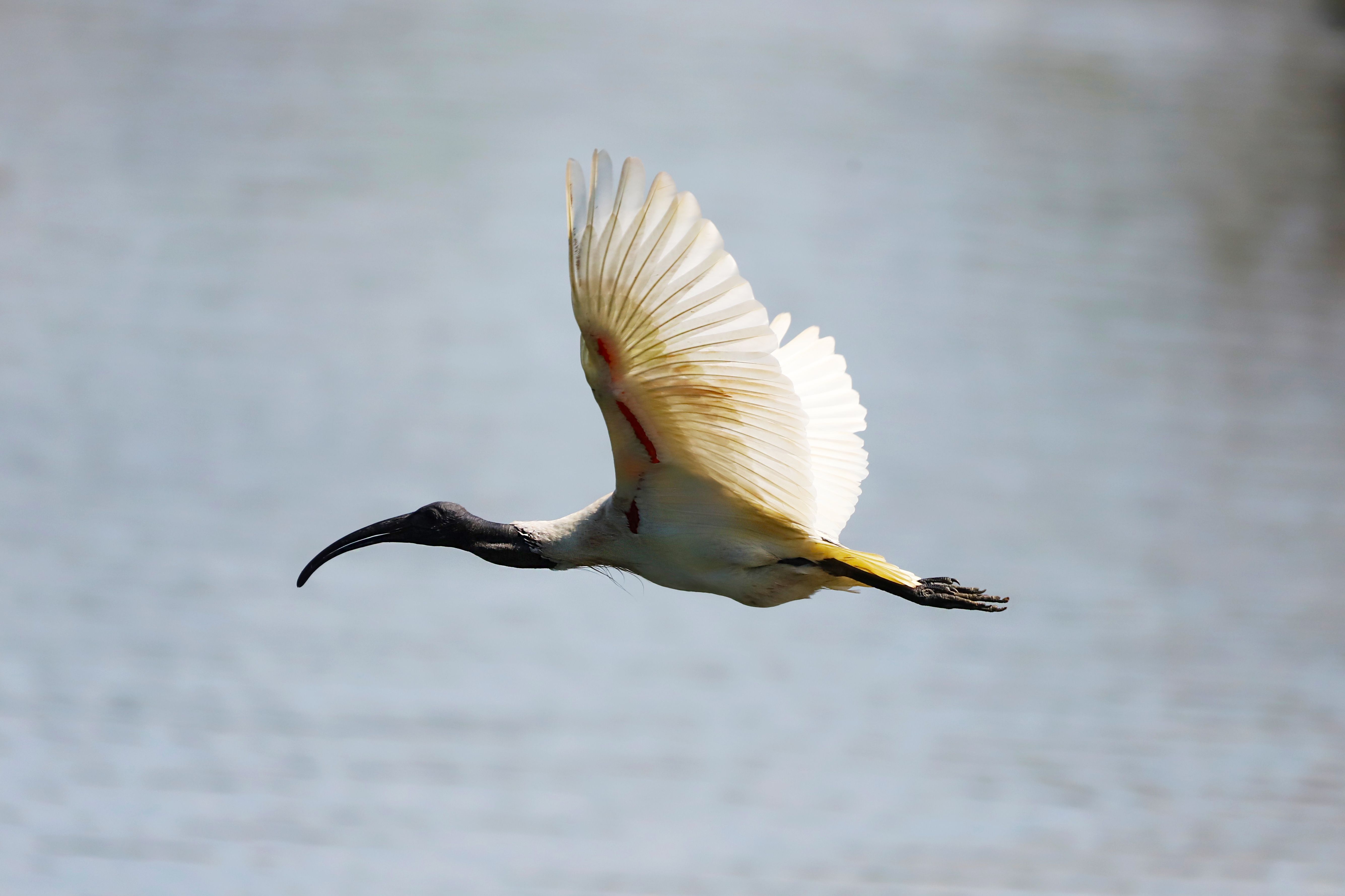 Australia Flap Photos, Download The BEST Free Australia Flap Stock ...