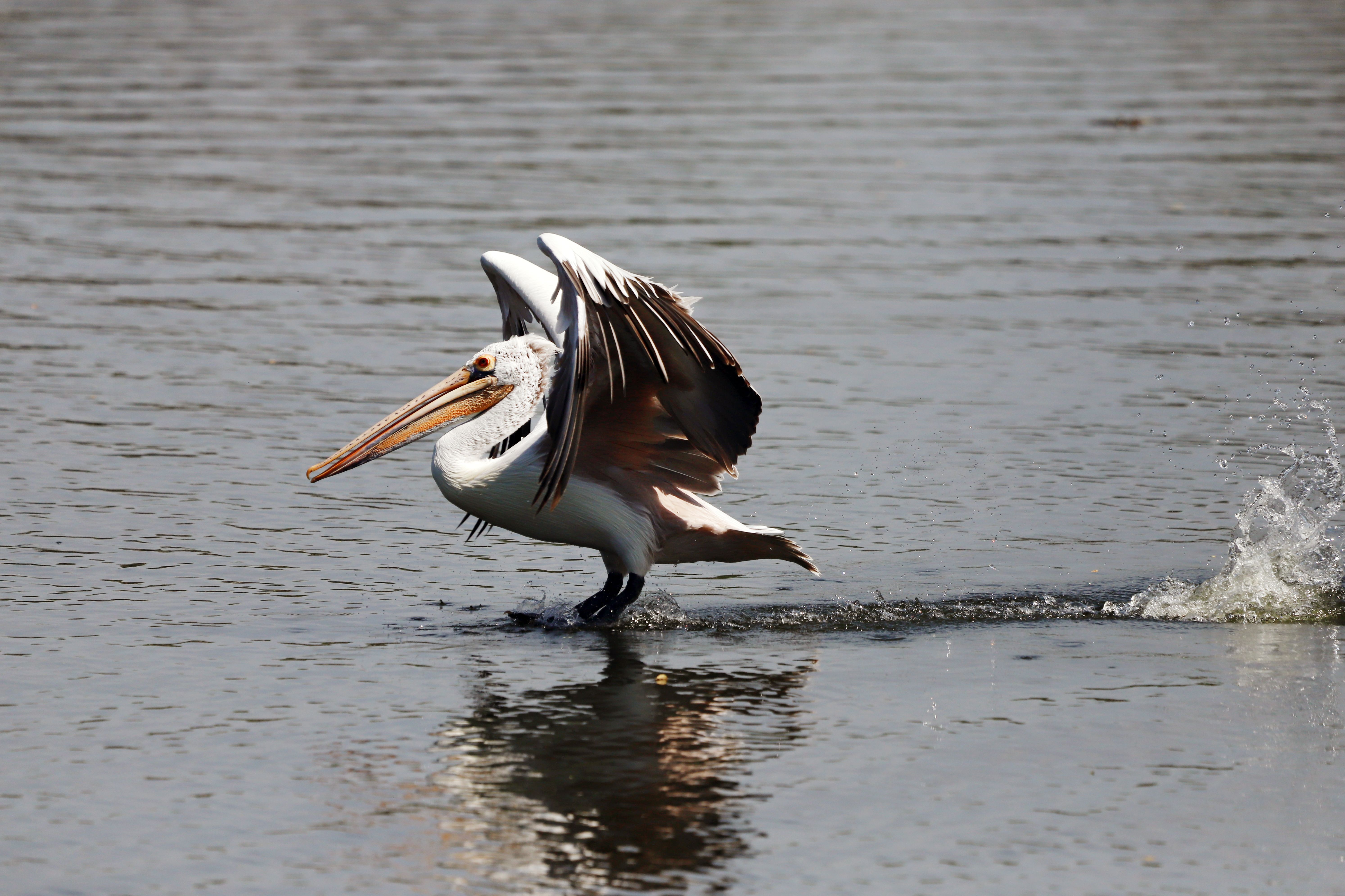 Graceful Pelican Gliding Over Water Surface · Free Stock Photo