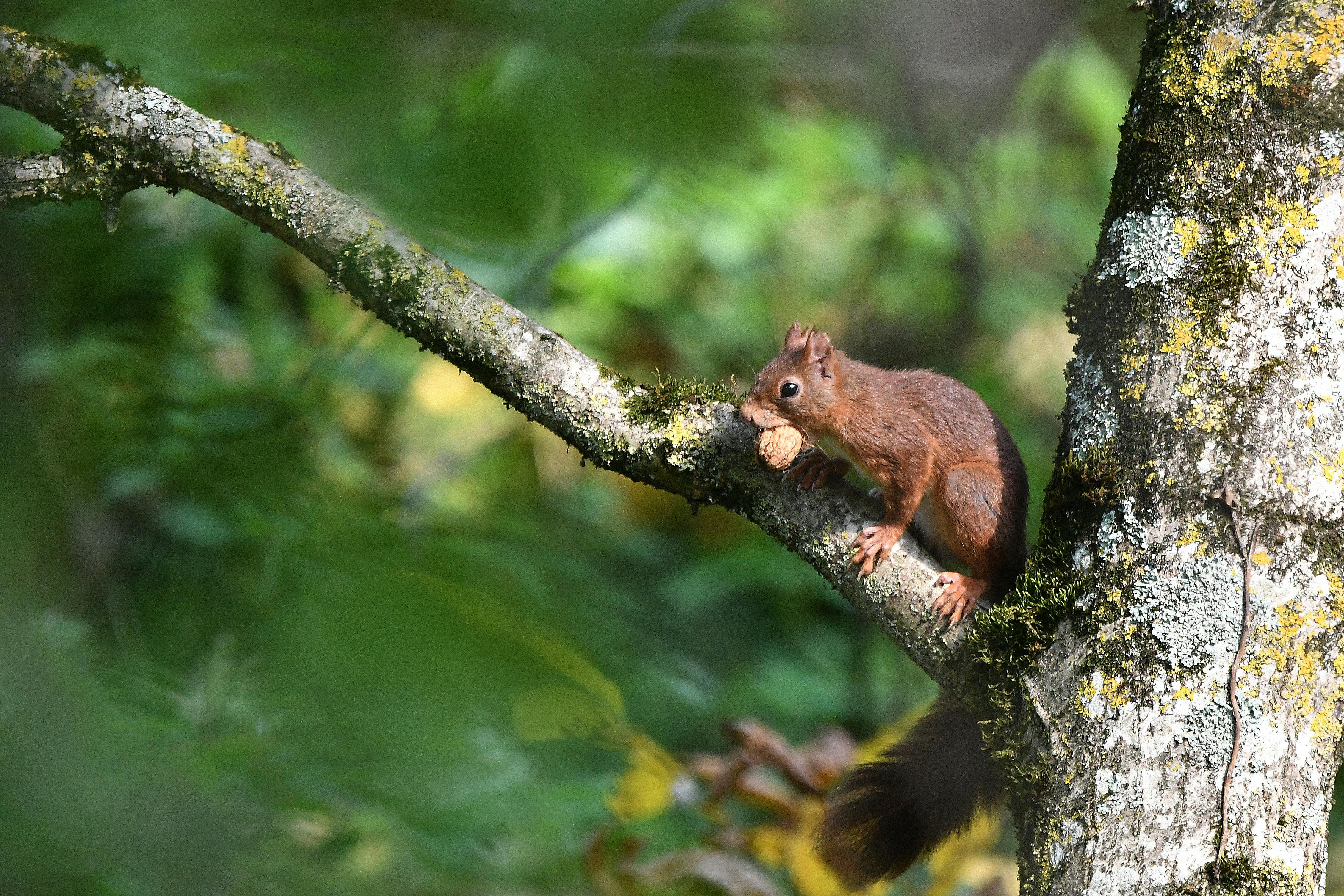 Red Squirrel Eating a Nut on a Tree Branch in Forest · Free Stock Photo