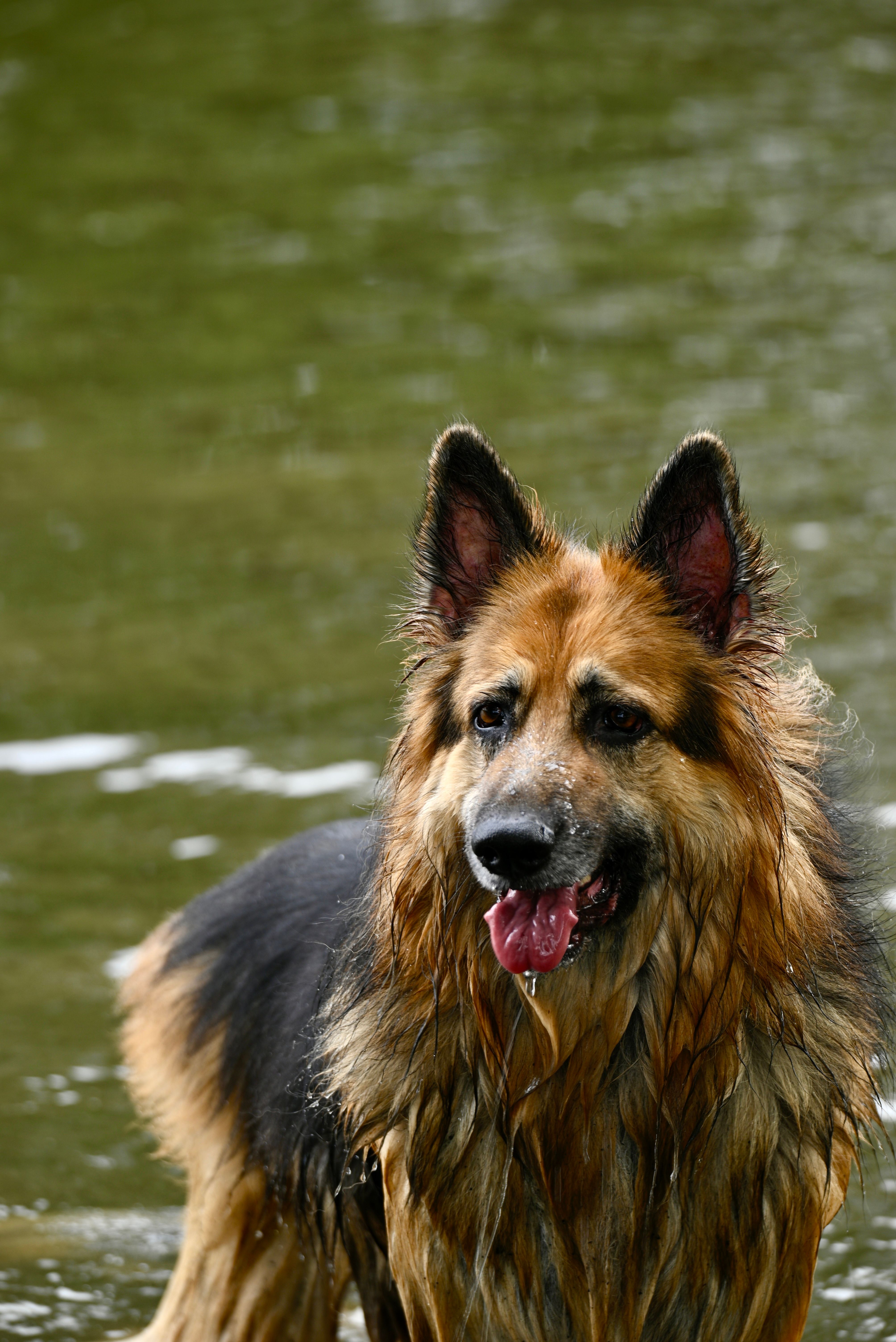 Goofy Dog Photos, Download The BEST Free Goofy Dog Stock Photos & HD Images