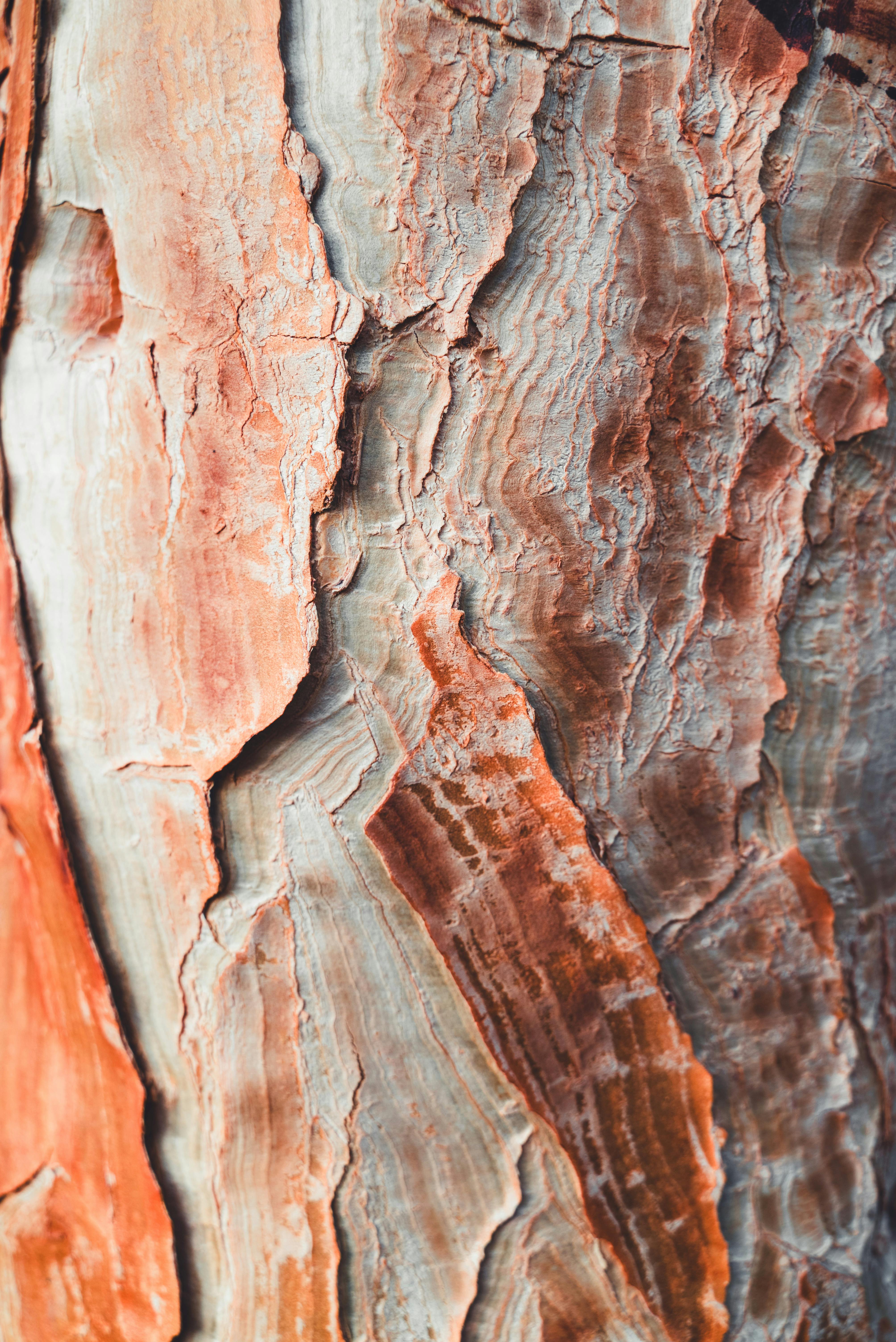 Close-up of Colorful Tree Bark Texture · Free Stock Photo