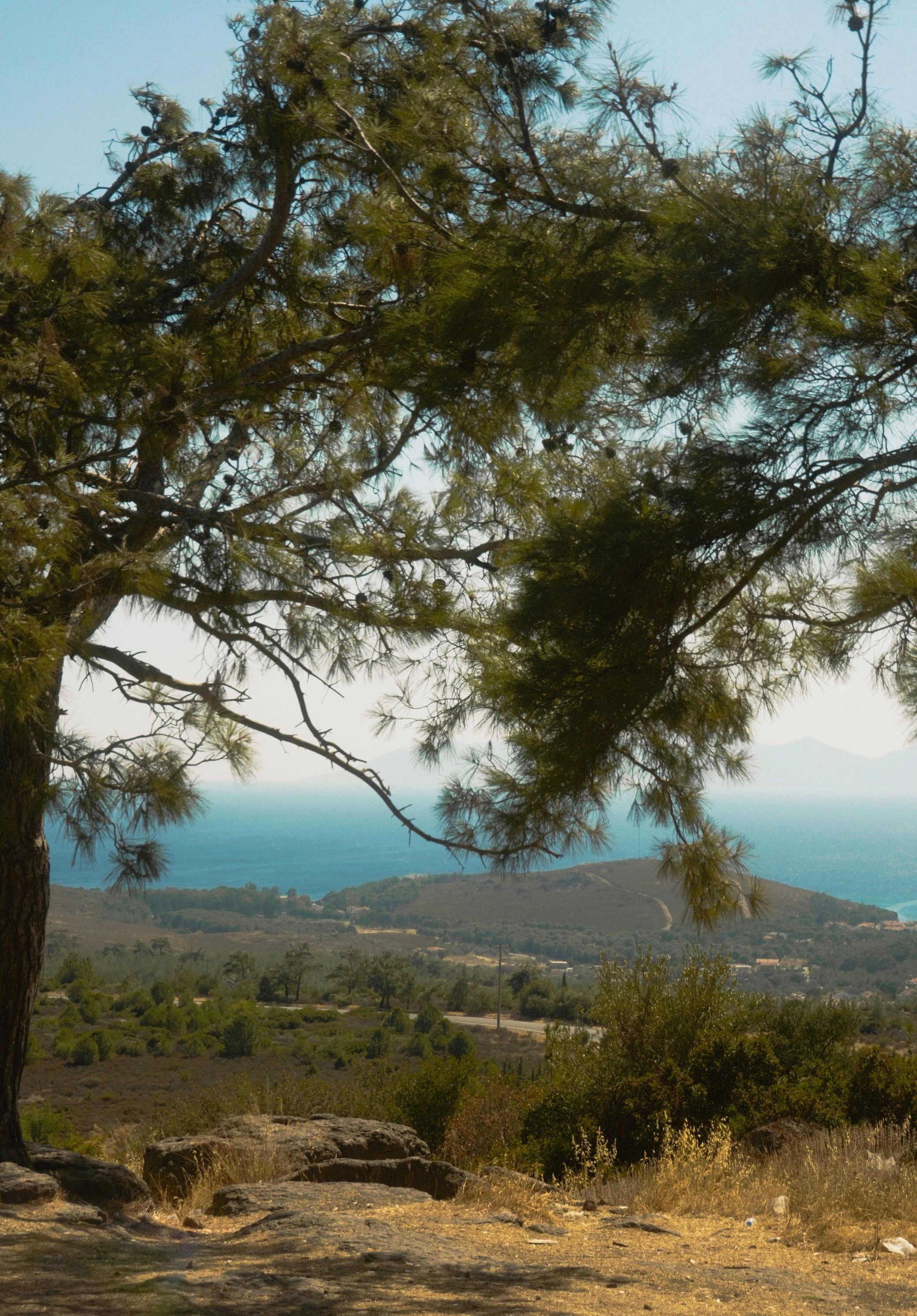 Scenic Coastal Landscape with Pine Trees · Free Stock Photo