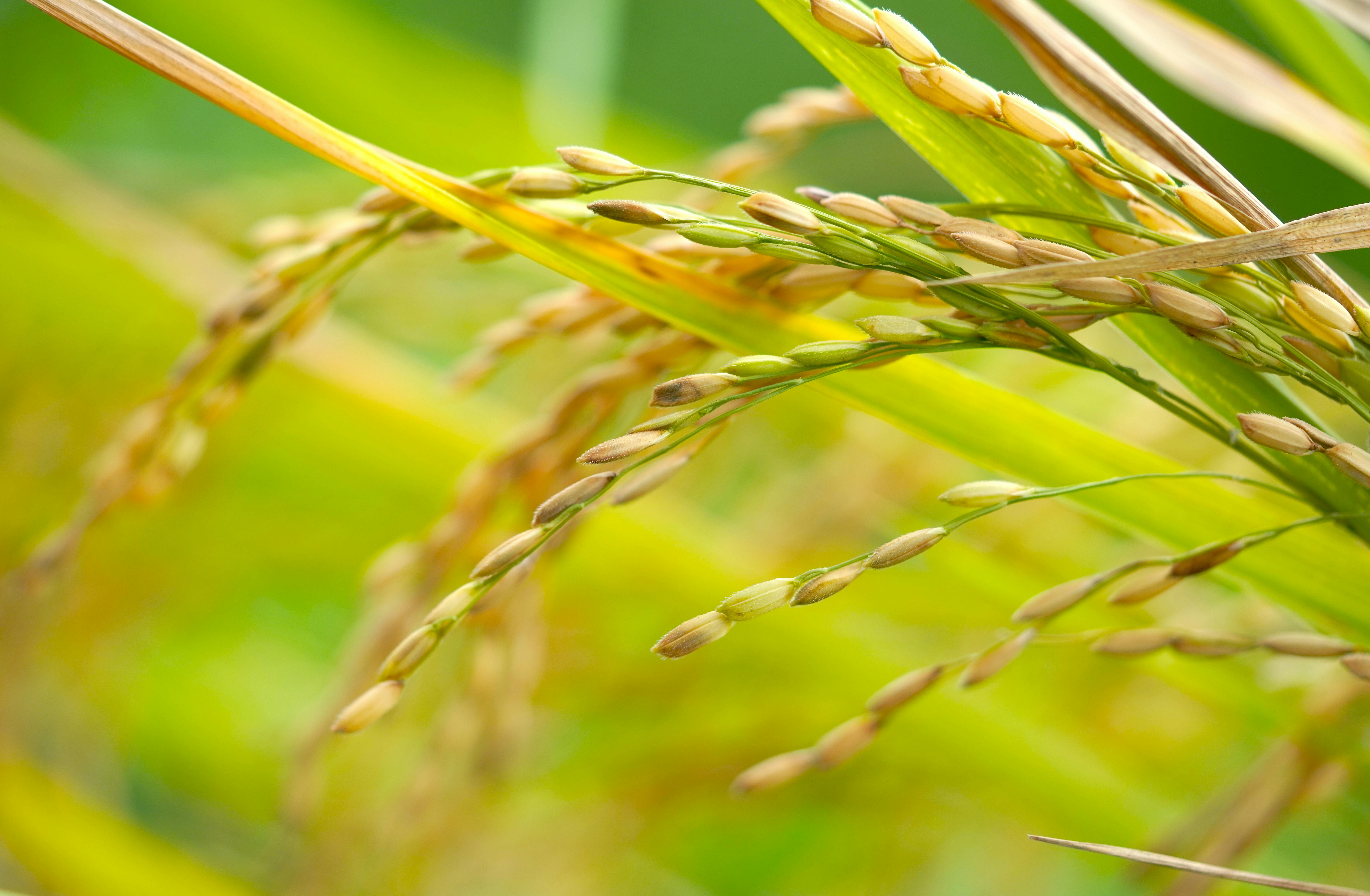 Close-Up of Rice Plant in Blooming Field · Free Stock Photo