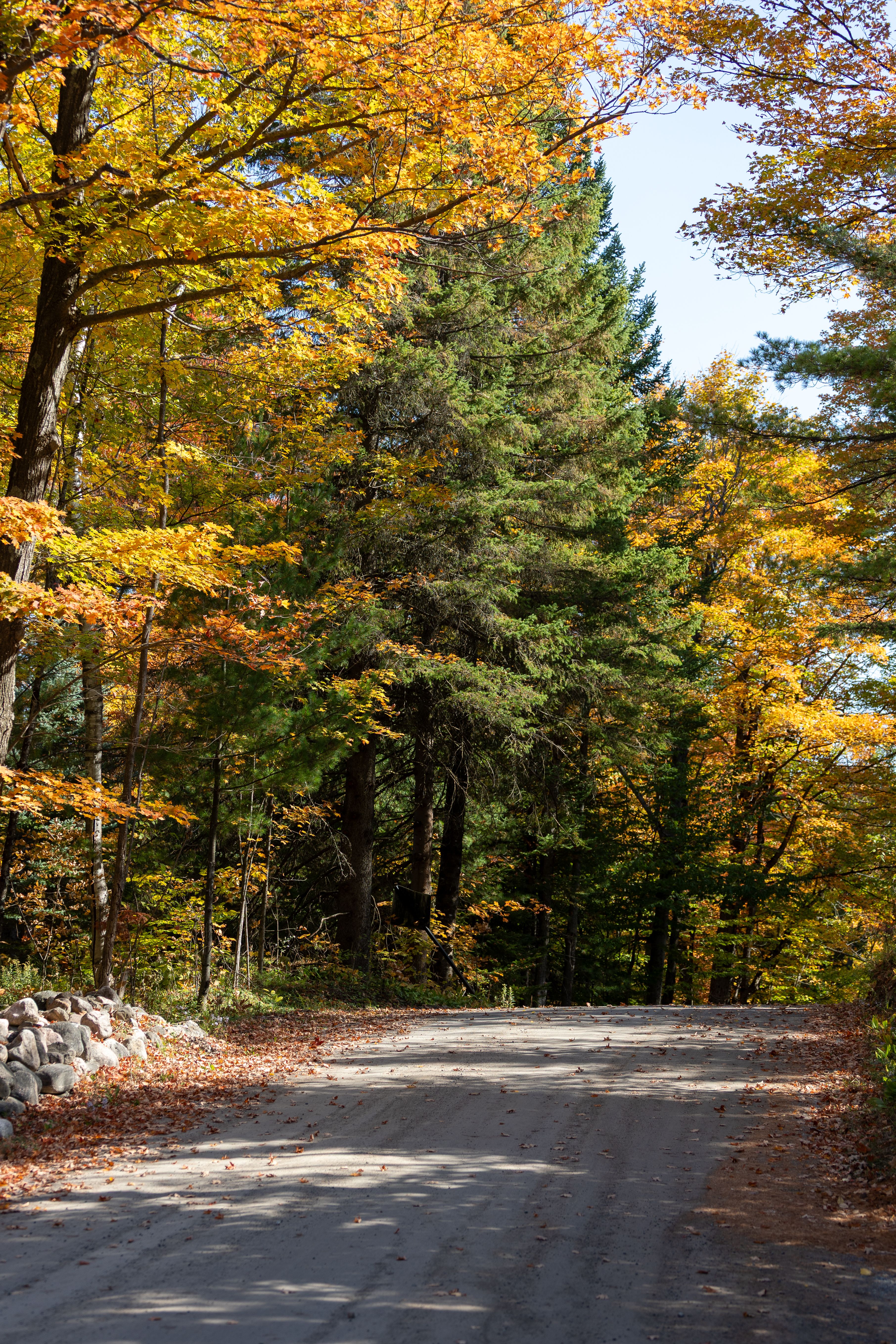 Scenic Autumn Road in Ontario's Vibrant Forest · Free Stock Photo