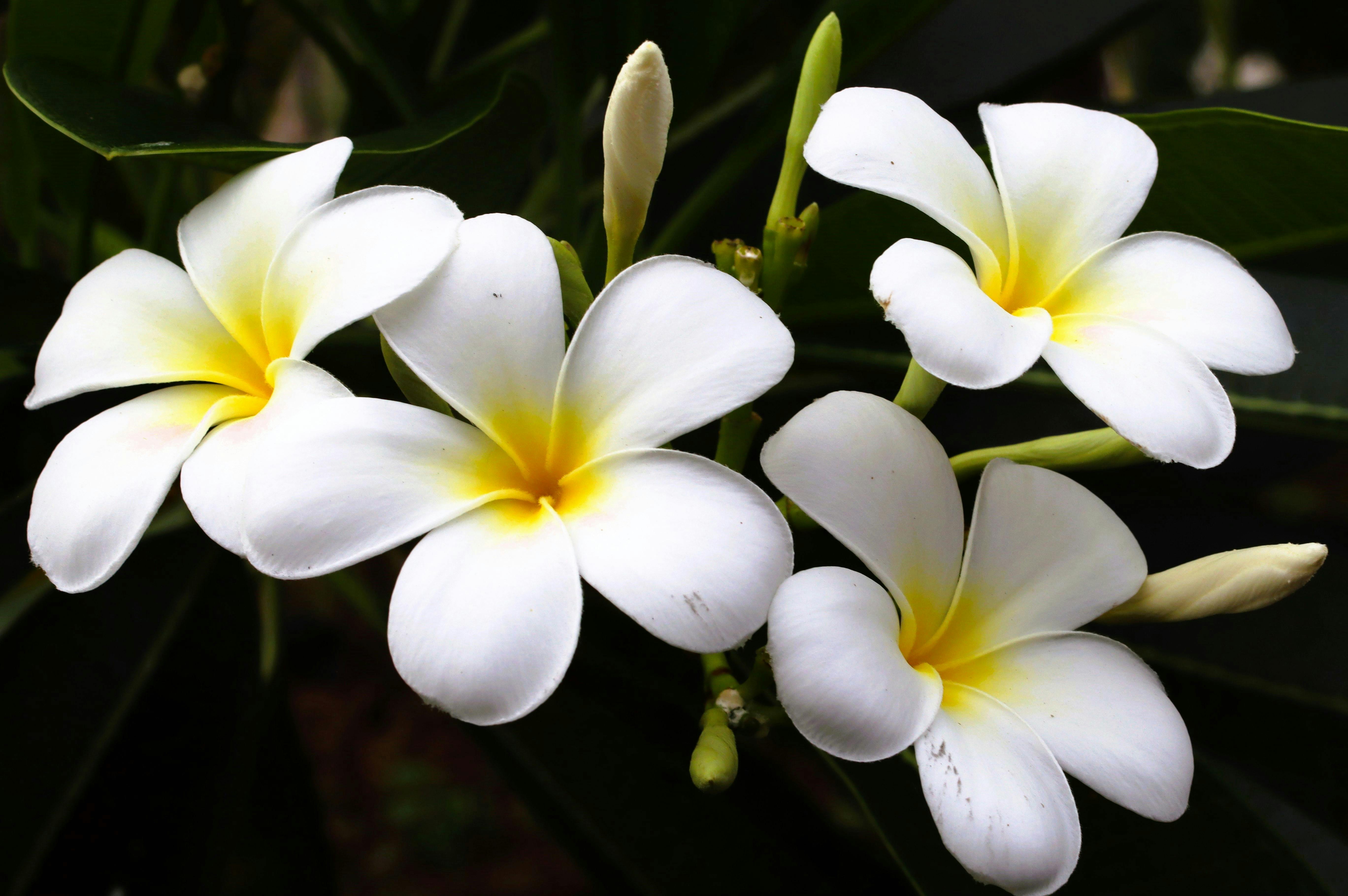 Close-up of Frangipani Flowers with Green Leaves · Free Stock Photo