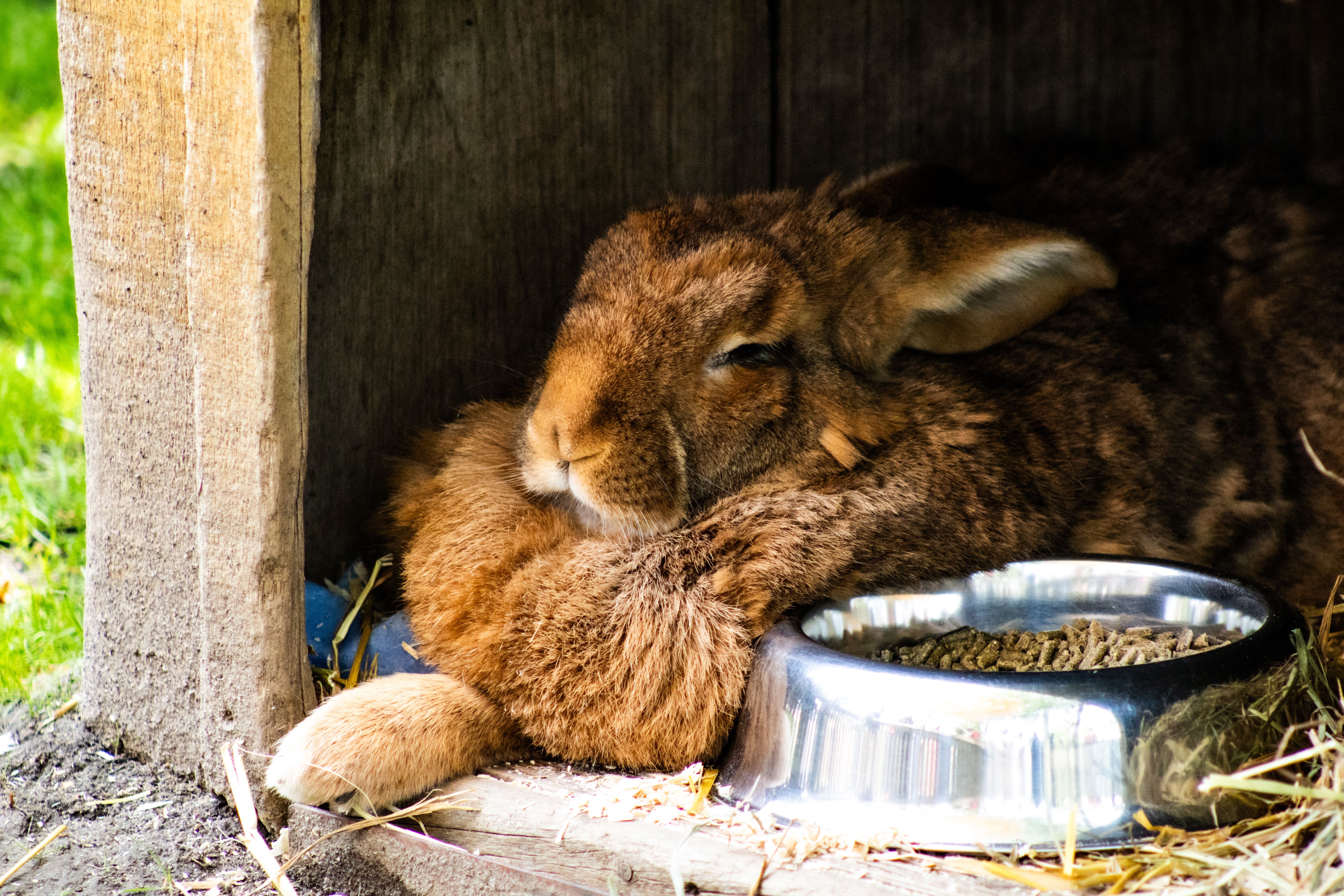 4k Rabbit Photos, Download The BEST Free 4k Rabbit Stock Photos & HD Images