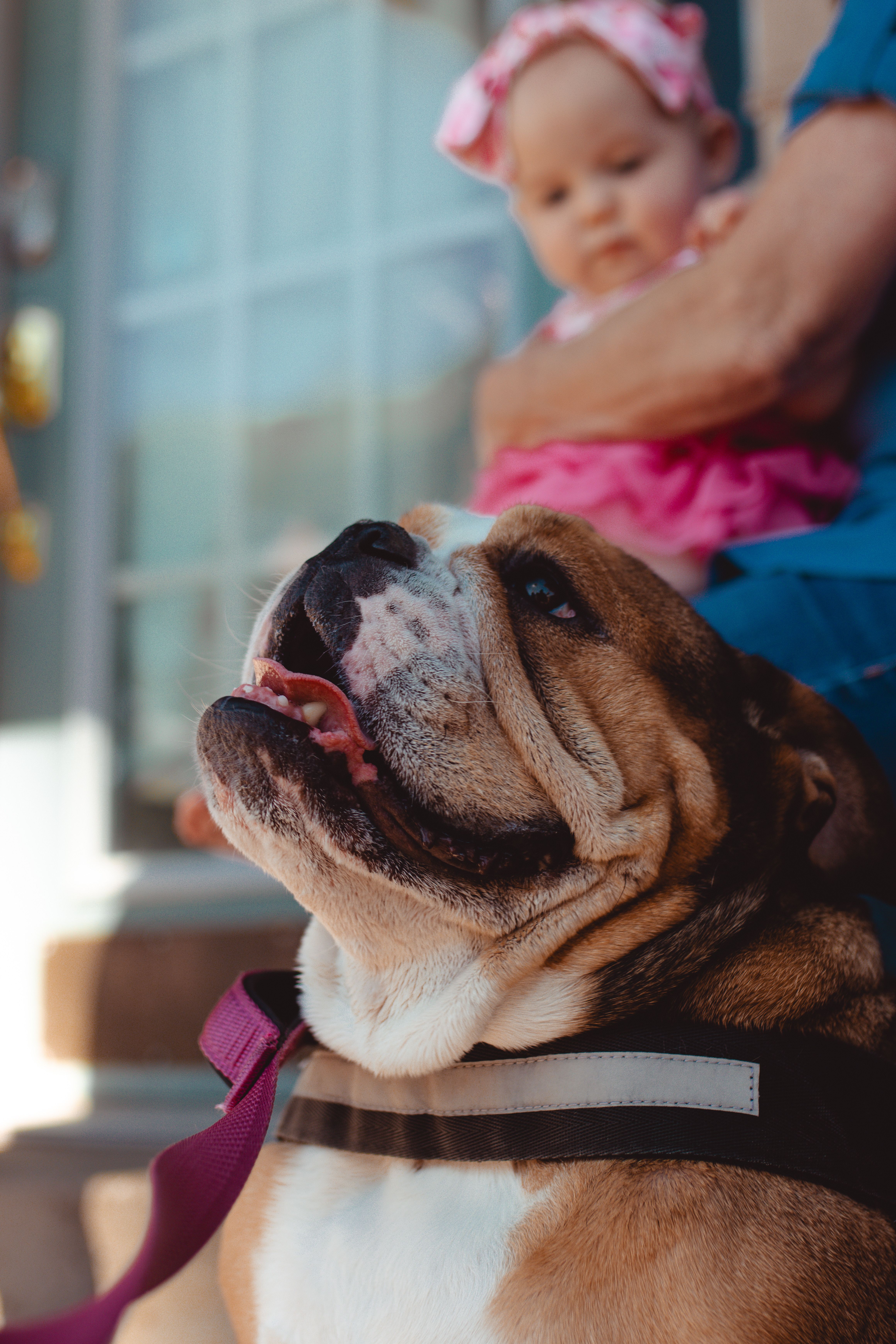 Cocospaniel Dog Walpaper Photos, Download The BEST Free Cocospaniel Dog ...