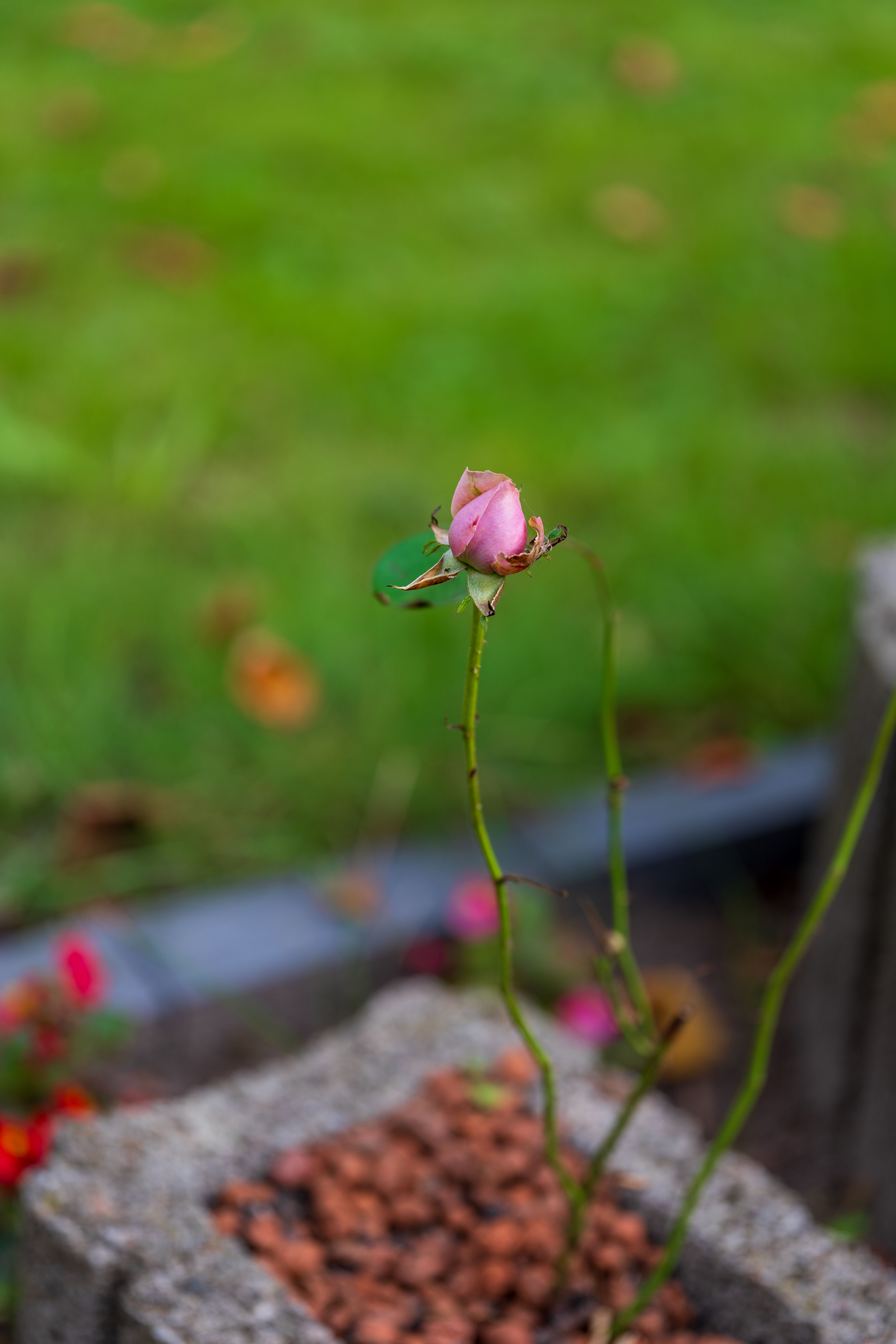Close-up of a Budding Pink Rose in Garden · Free Stock Photo