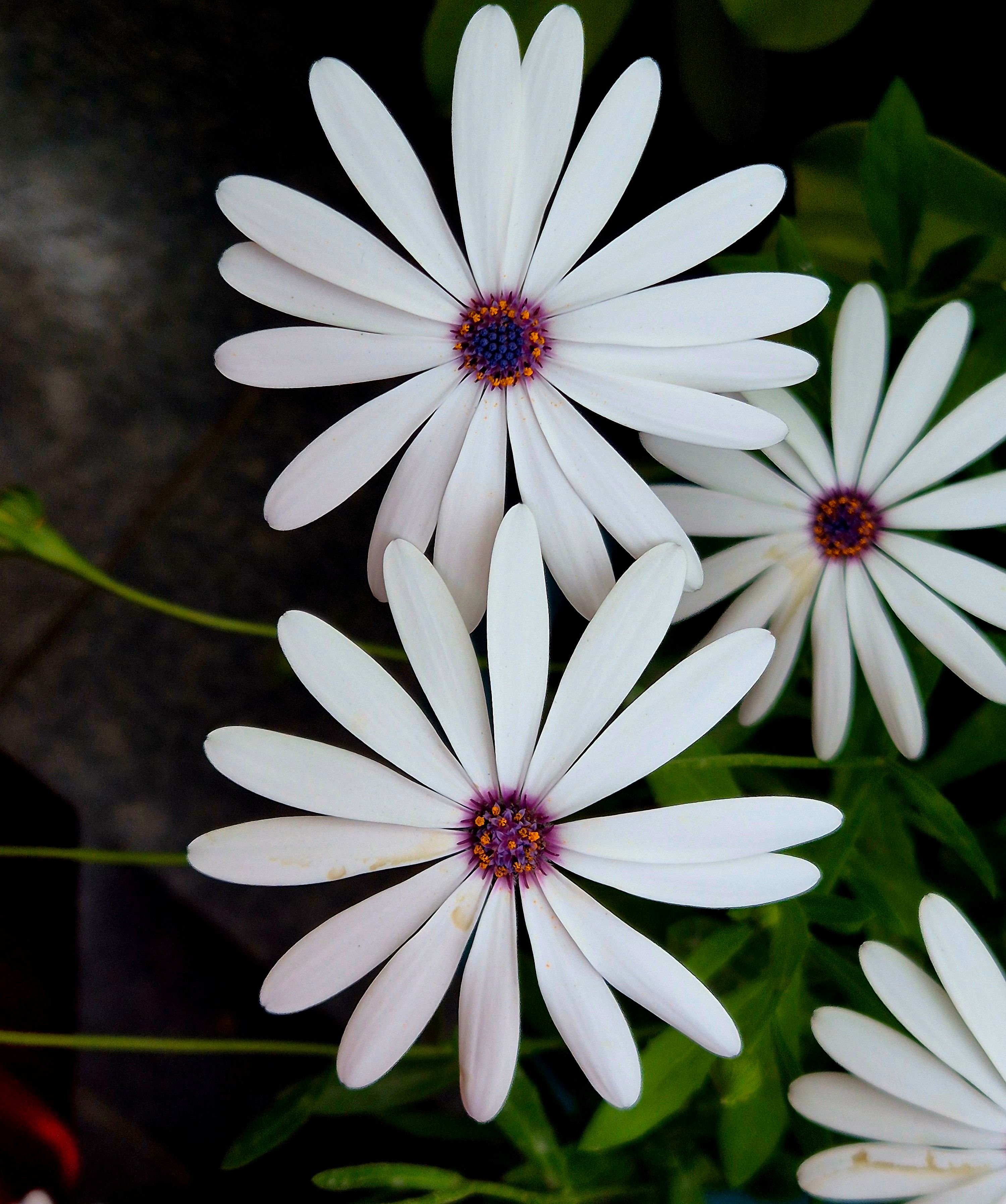 Beautiful White African Daisies in Full Bloom · Free Stock Photo