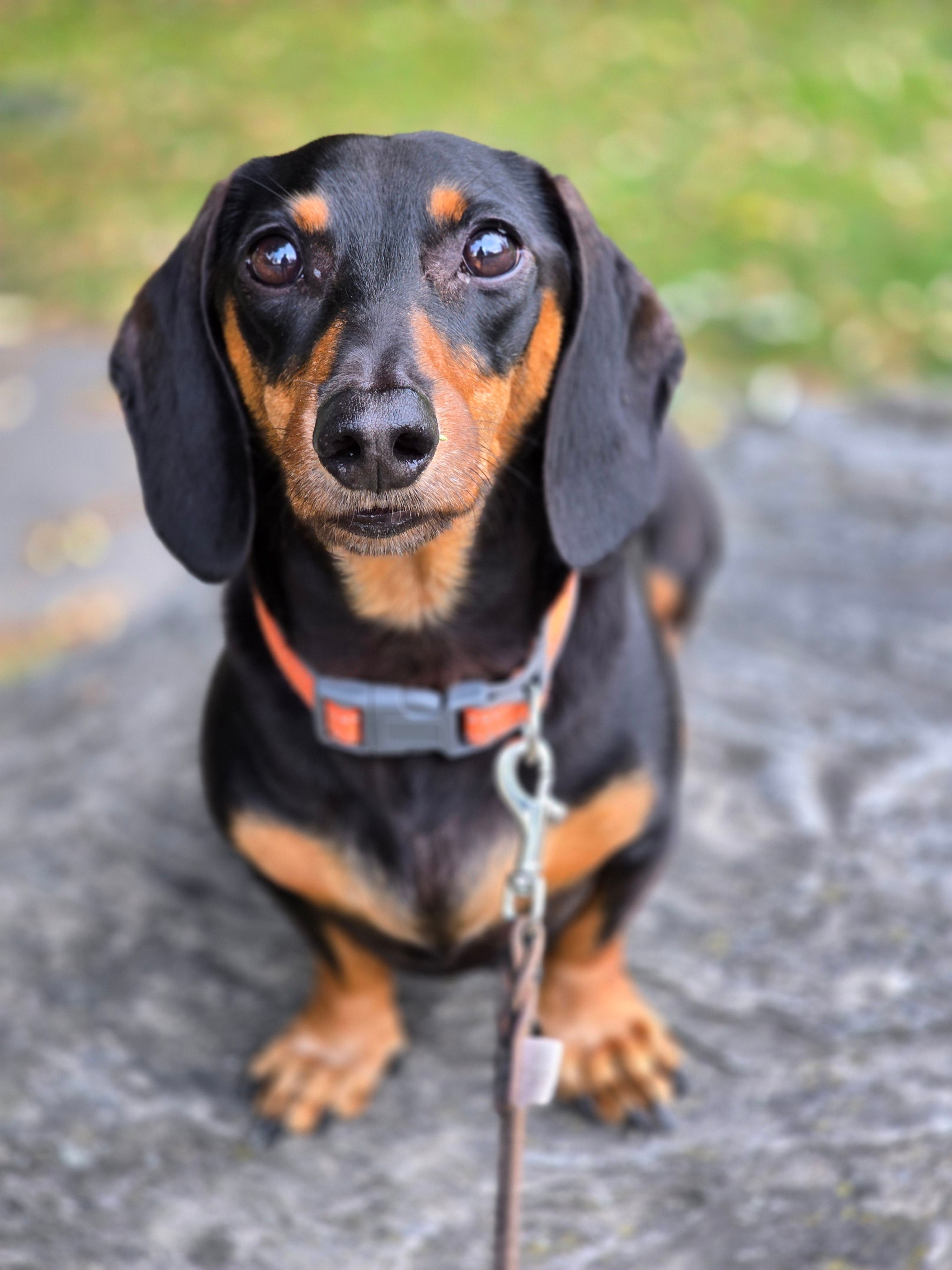 Goofy Dog Photos, Download The BEST Free Goofy Dog Stock Photos & HD Images