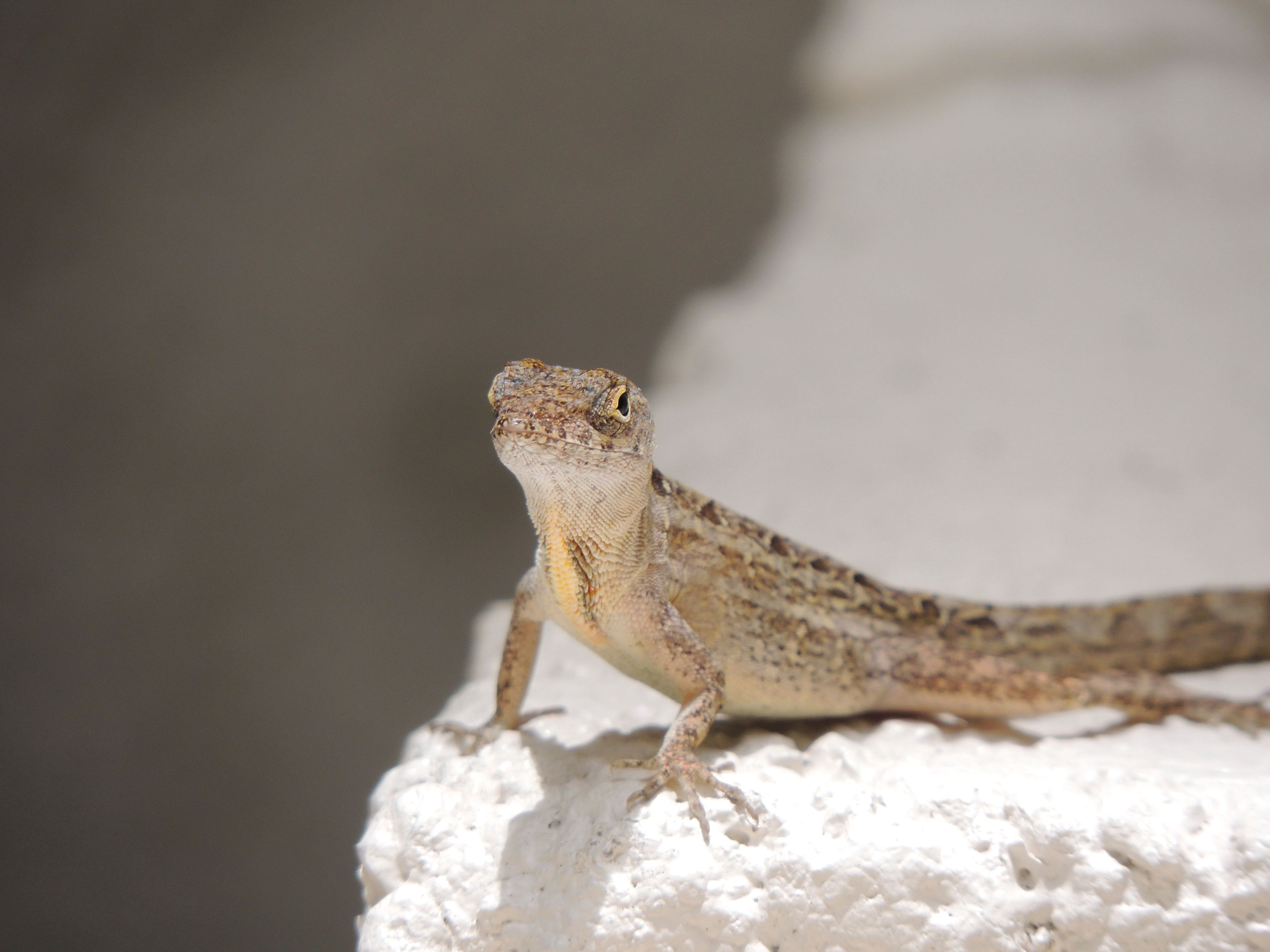 Brown Lizard Sunbathing on White Rock Surface · Free Stock Photo