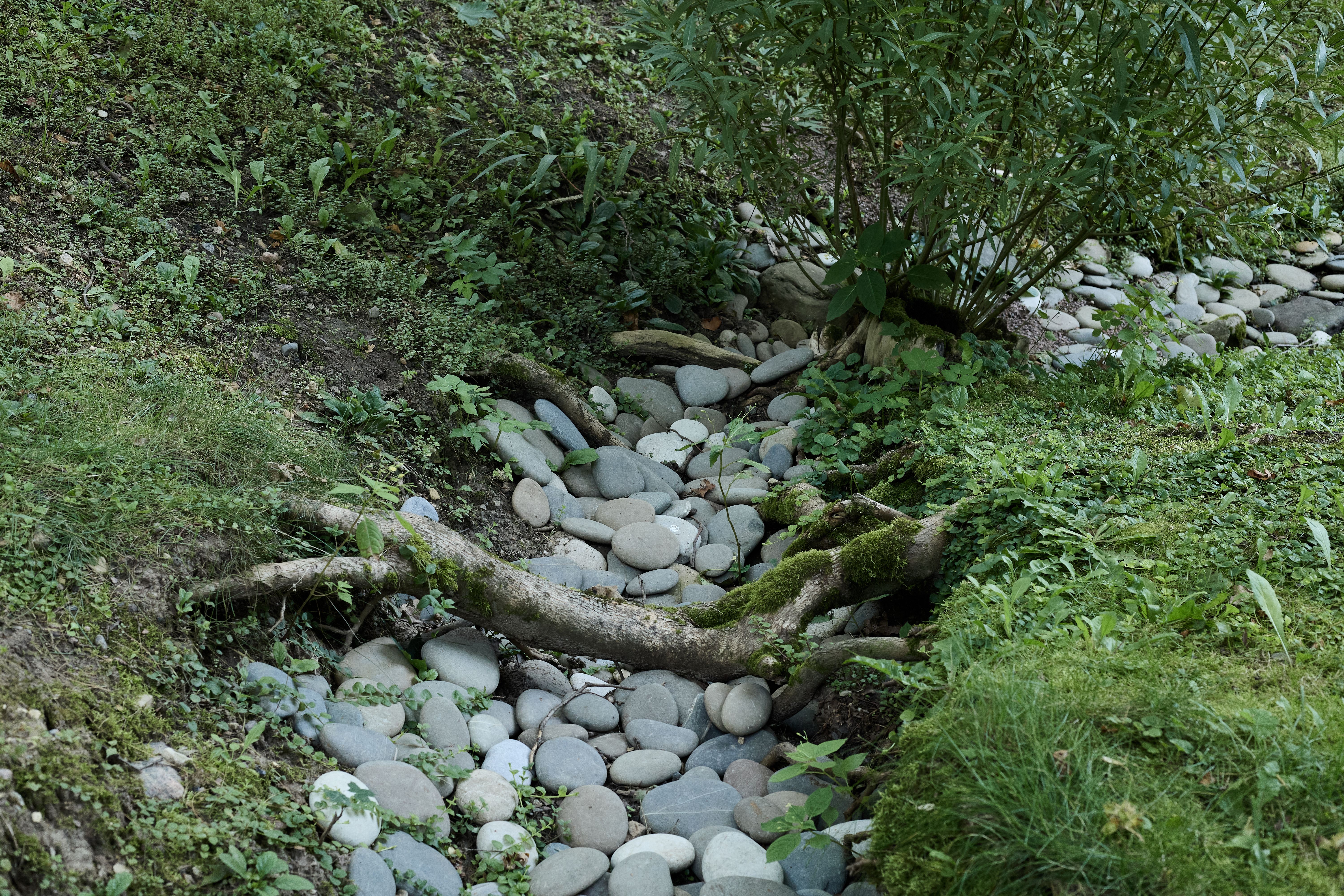 Tranquil Forest Stream with Pebbles and Moss · Free Stock Photo