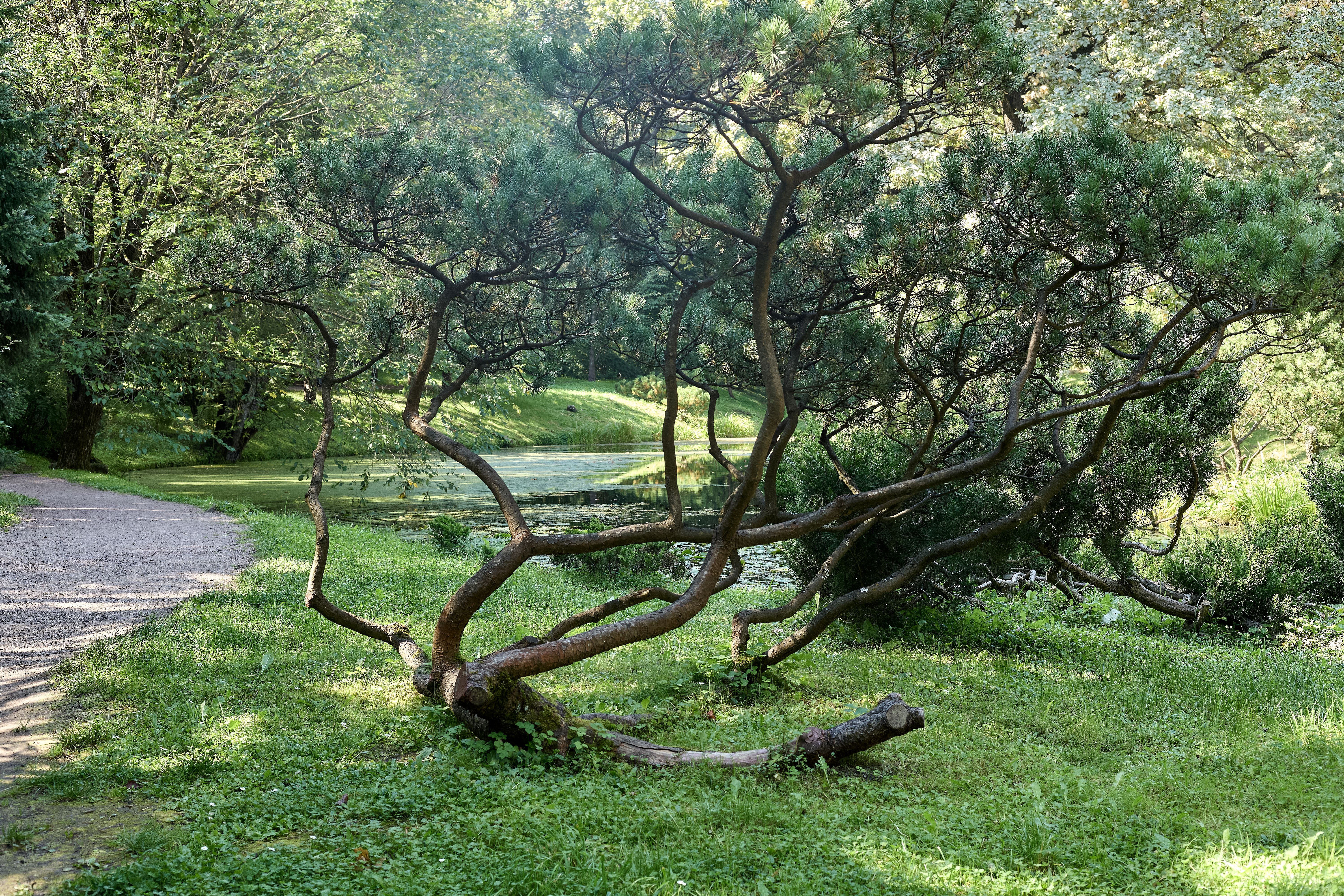 Serene Park Landscape with Bent Pine Tree · Free Stock Photo