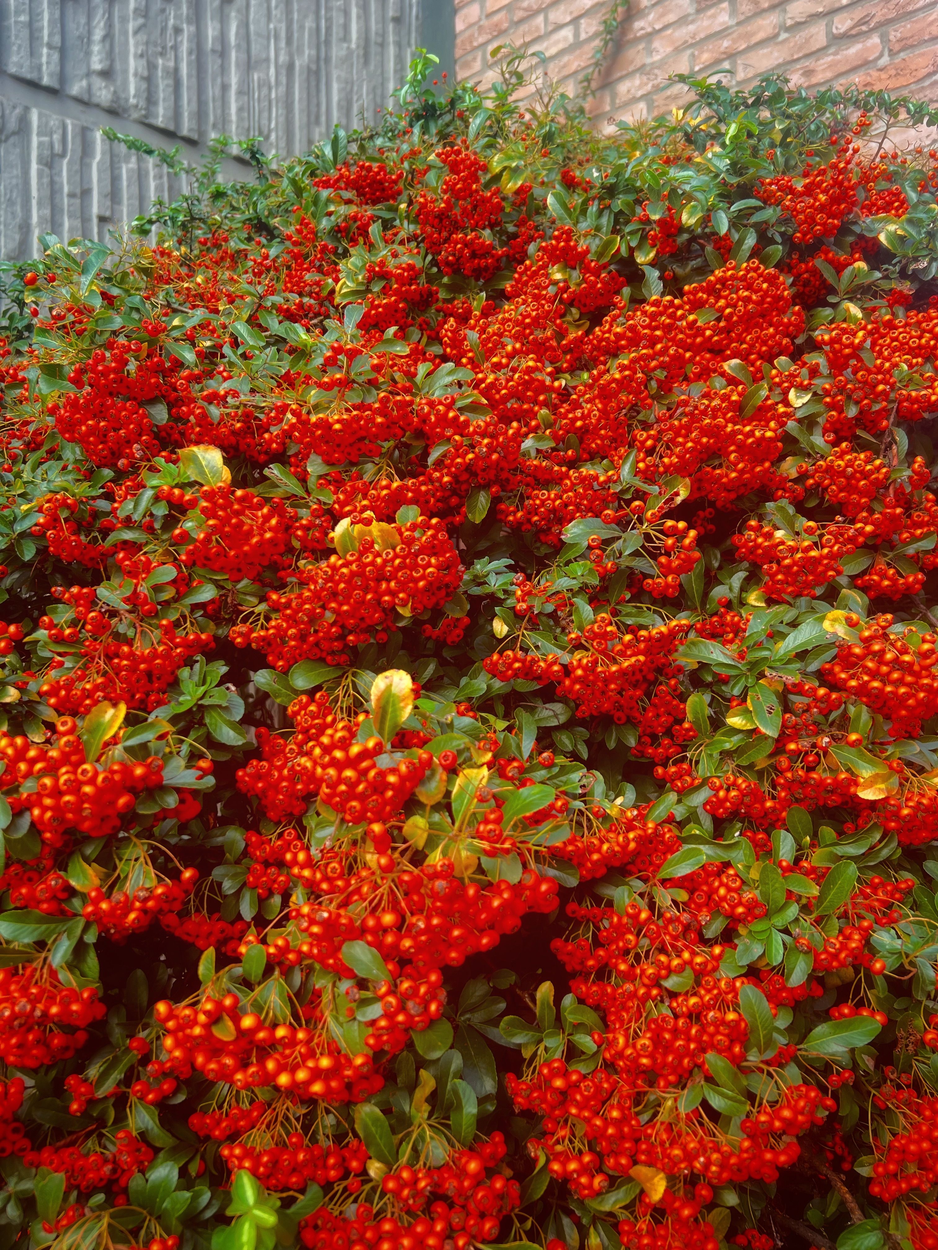 Bush Photos, Download The BEST Free Bush Stock Photos & HD Images