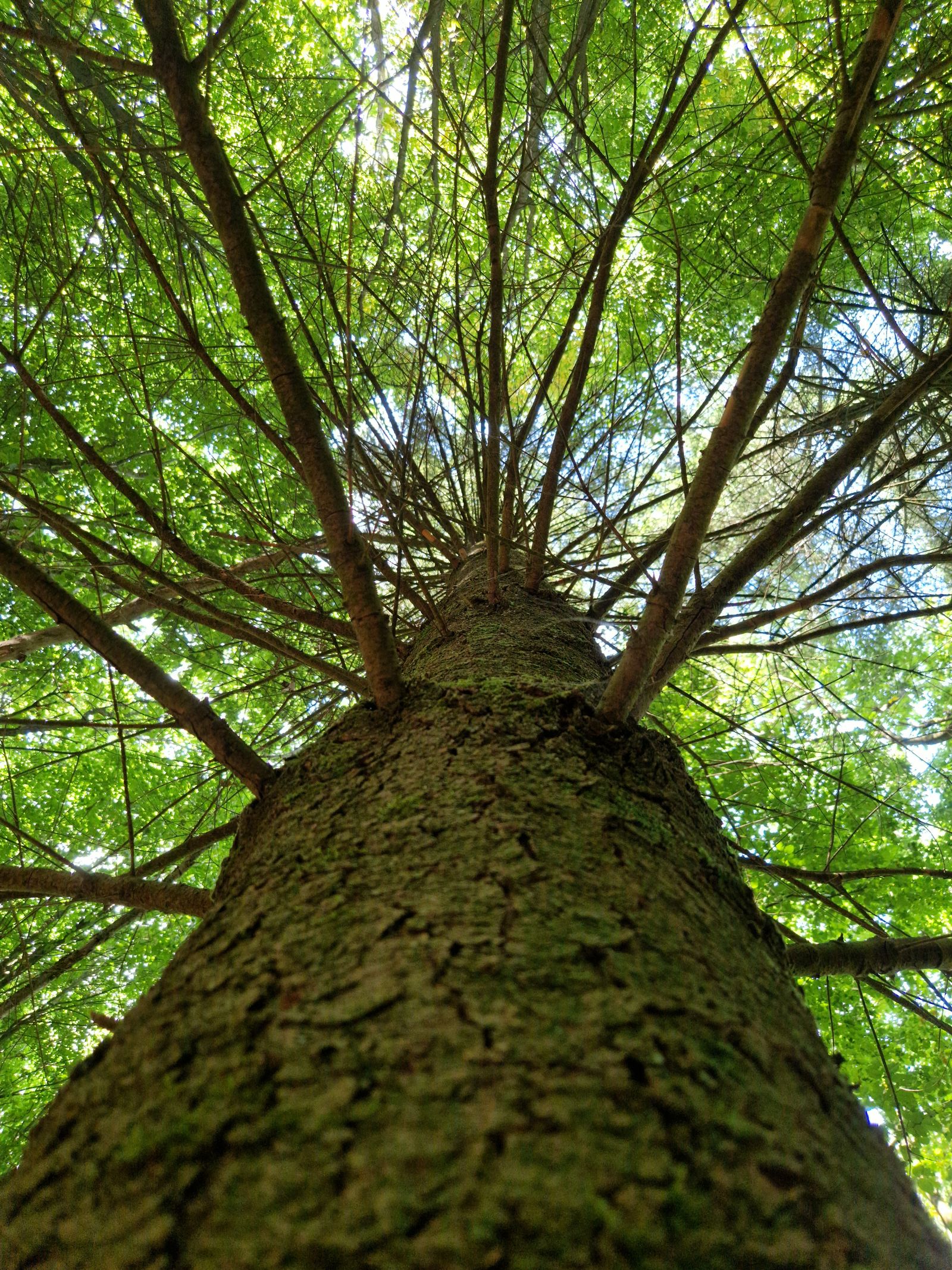 Tree Of Life Photos, Download The BEST Free Tree Of Life Stock Photos ...