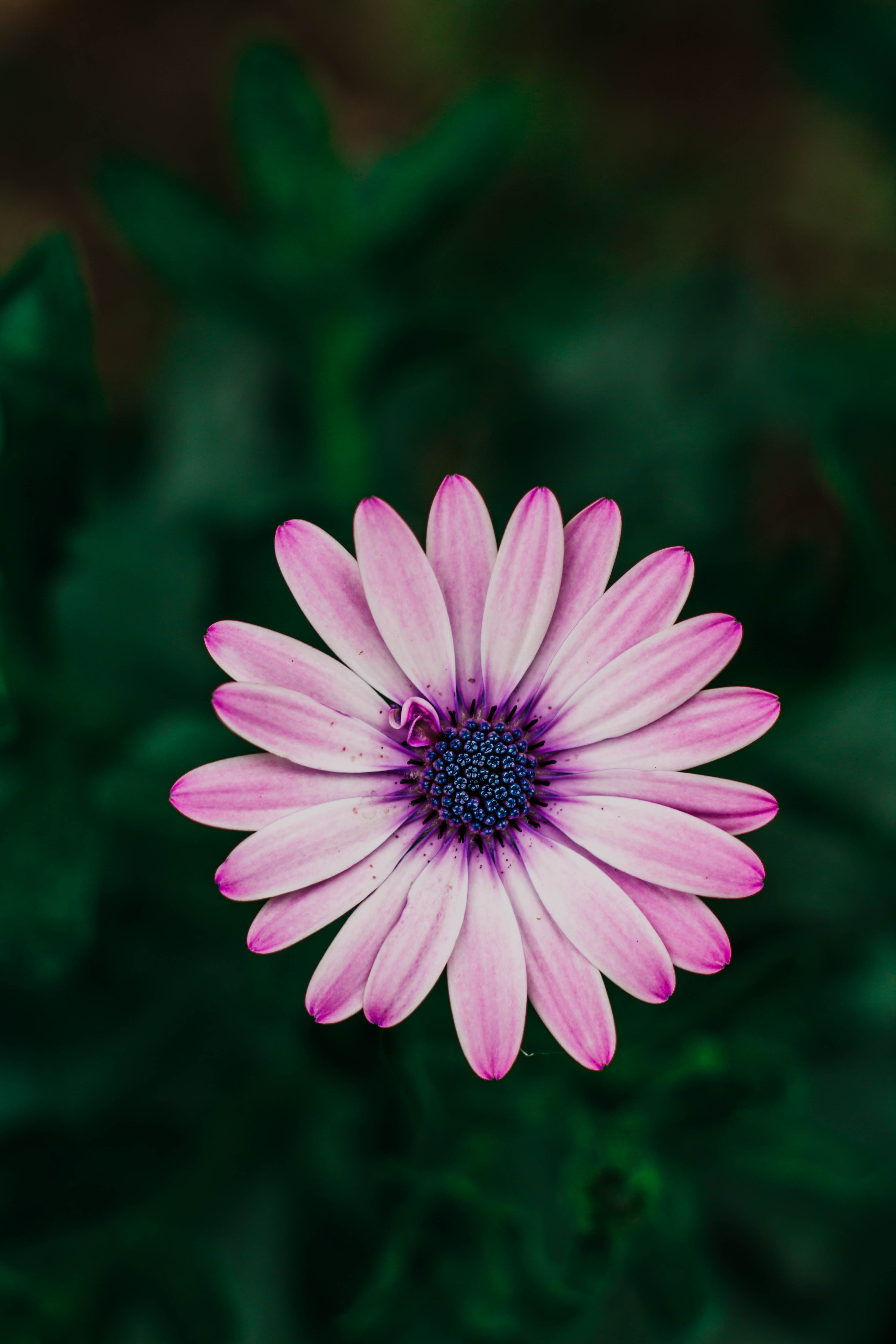 Vibrant Pink African Daisy Flower in Bloom · Free Stock Photo