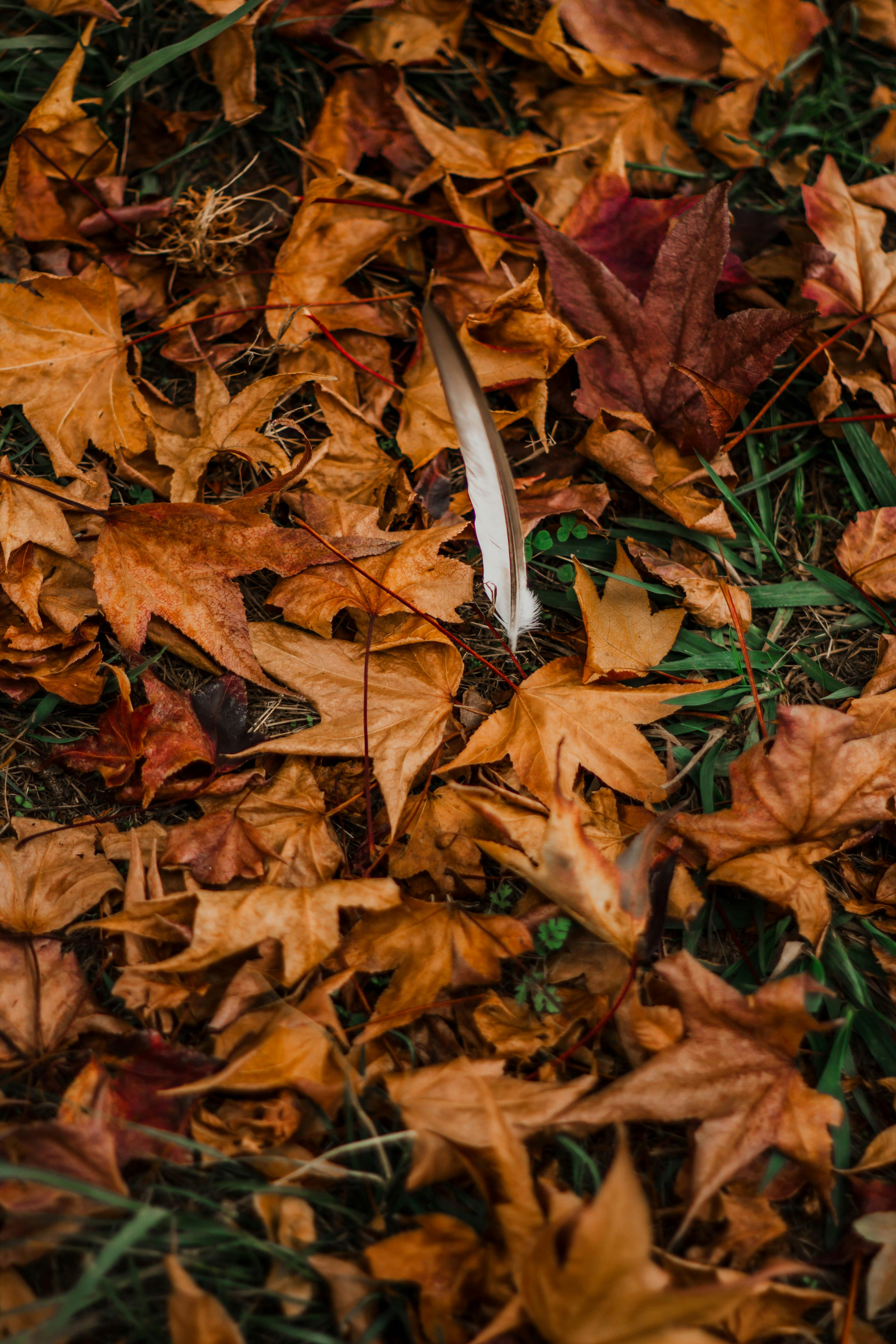 November Landscape Photos, Download The BEST Free November Landscape ...