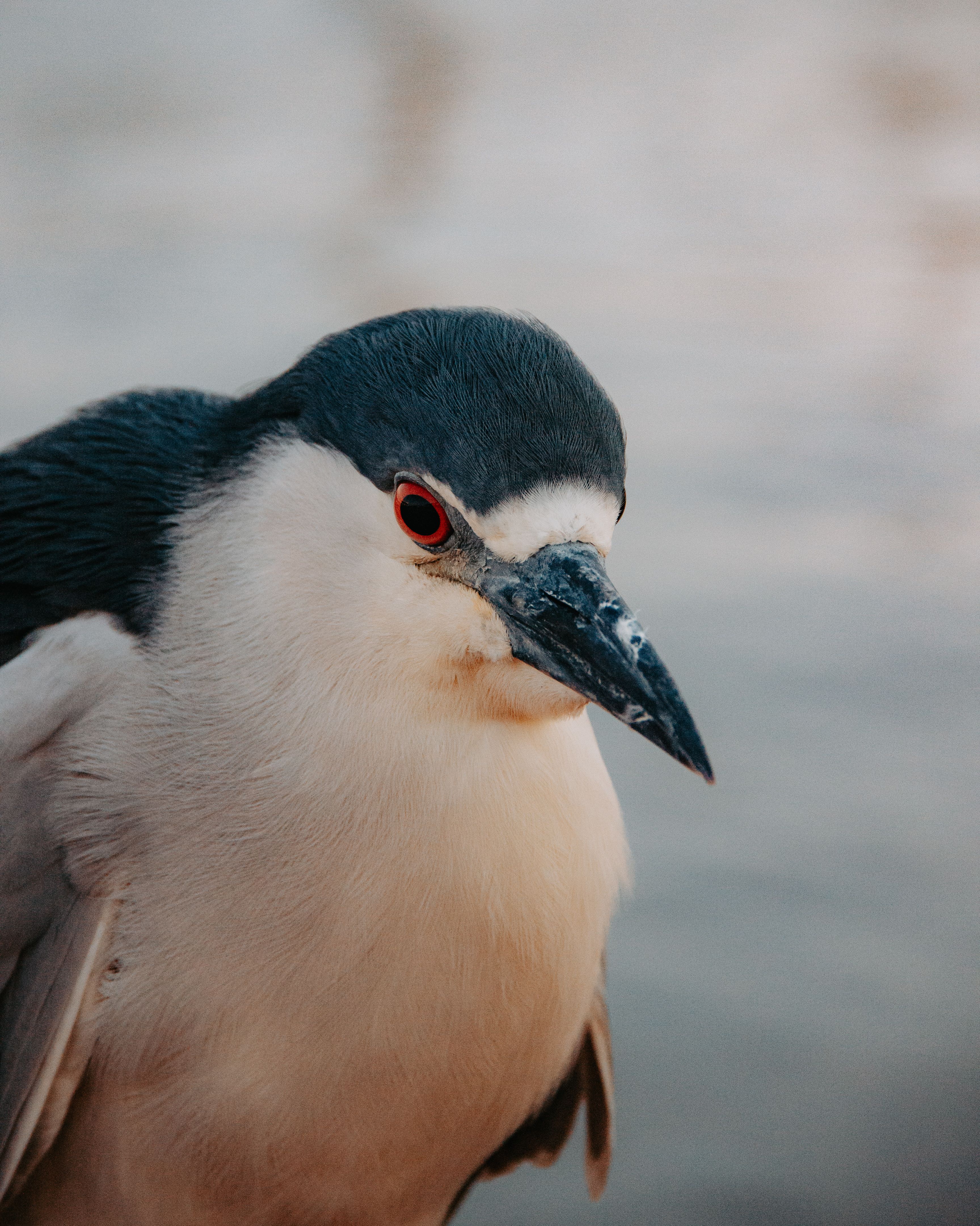 Fallign Feathers Photos, Download The BEST Free Fallign Feathers Stock ...