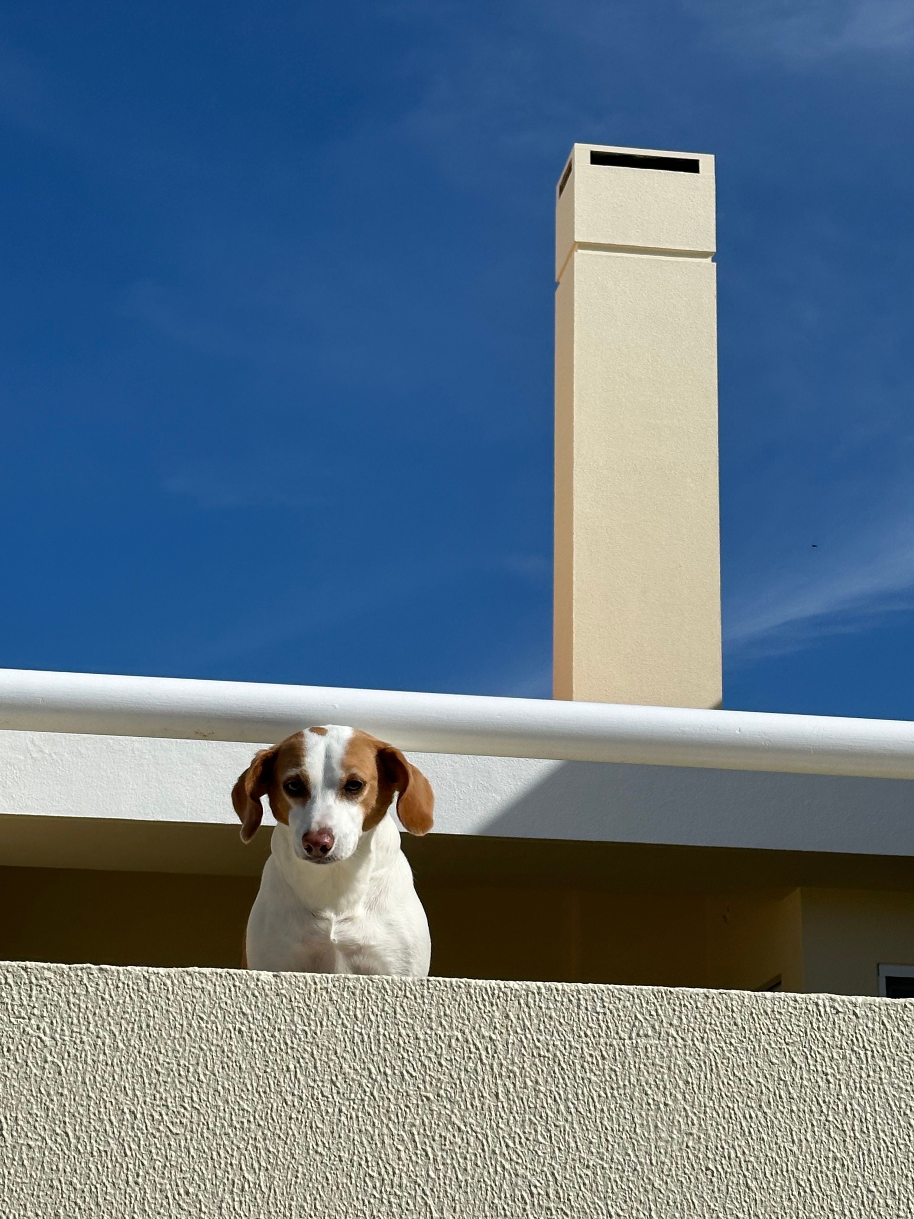 Goofy Dog Photos, Download The BEST Free Goofy Dog Stock Photos & HD Images