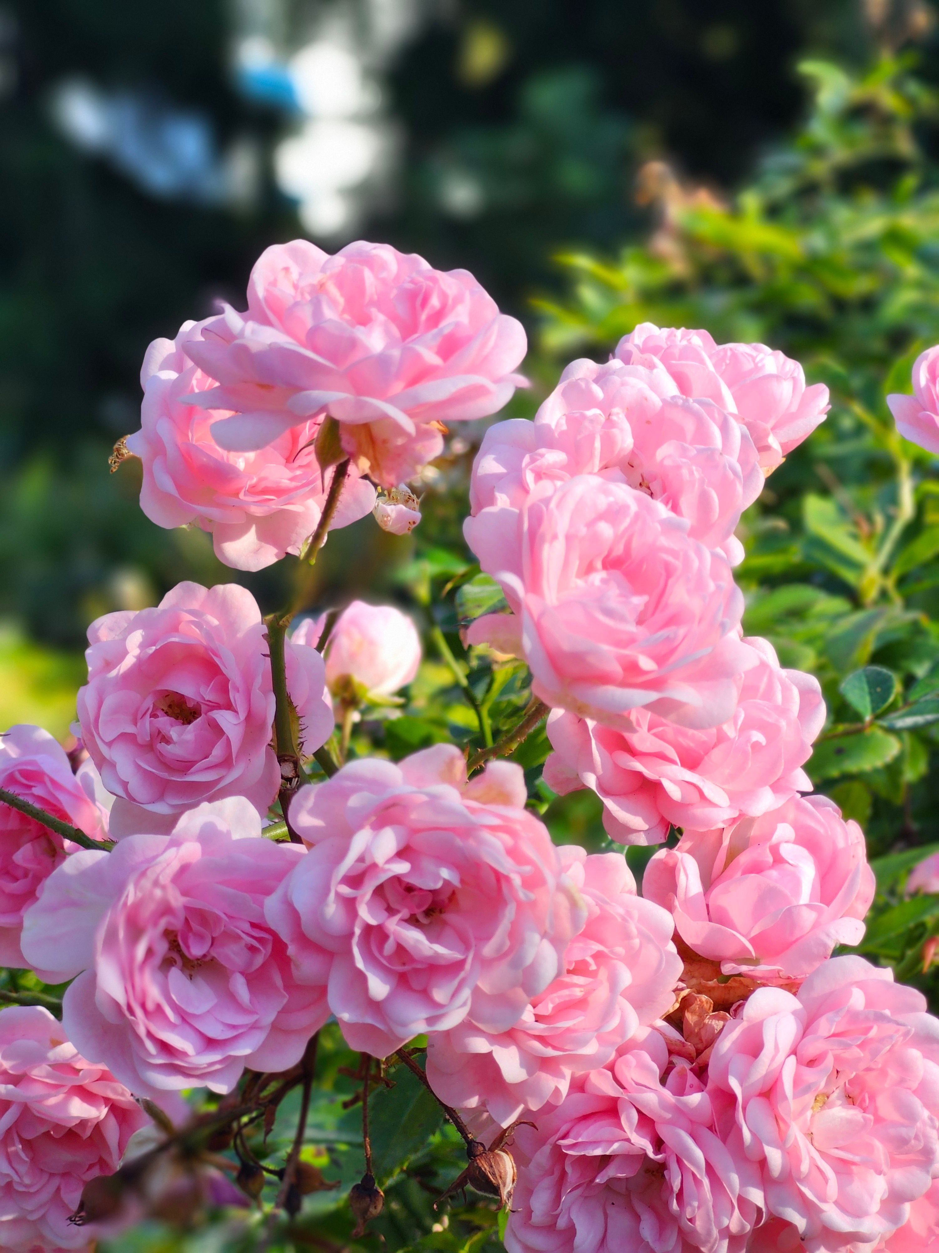 Close Up Photo of Pink Roses · Free Stock Photo