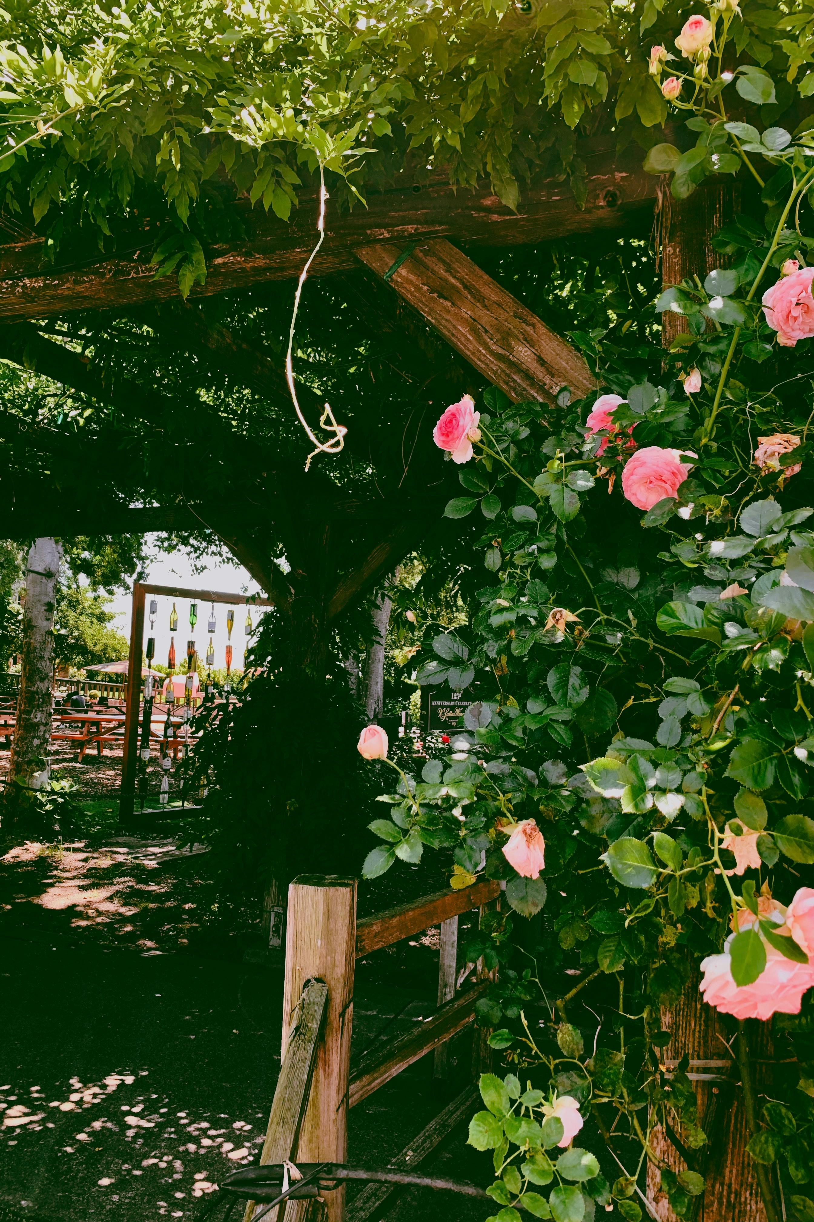 Rose-Covered Pergola in Sunny Outdoor Garden · Free Stock Photo