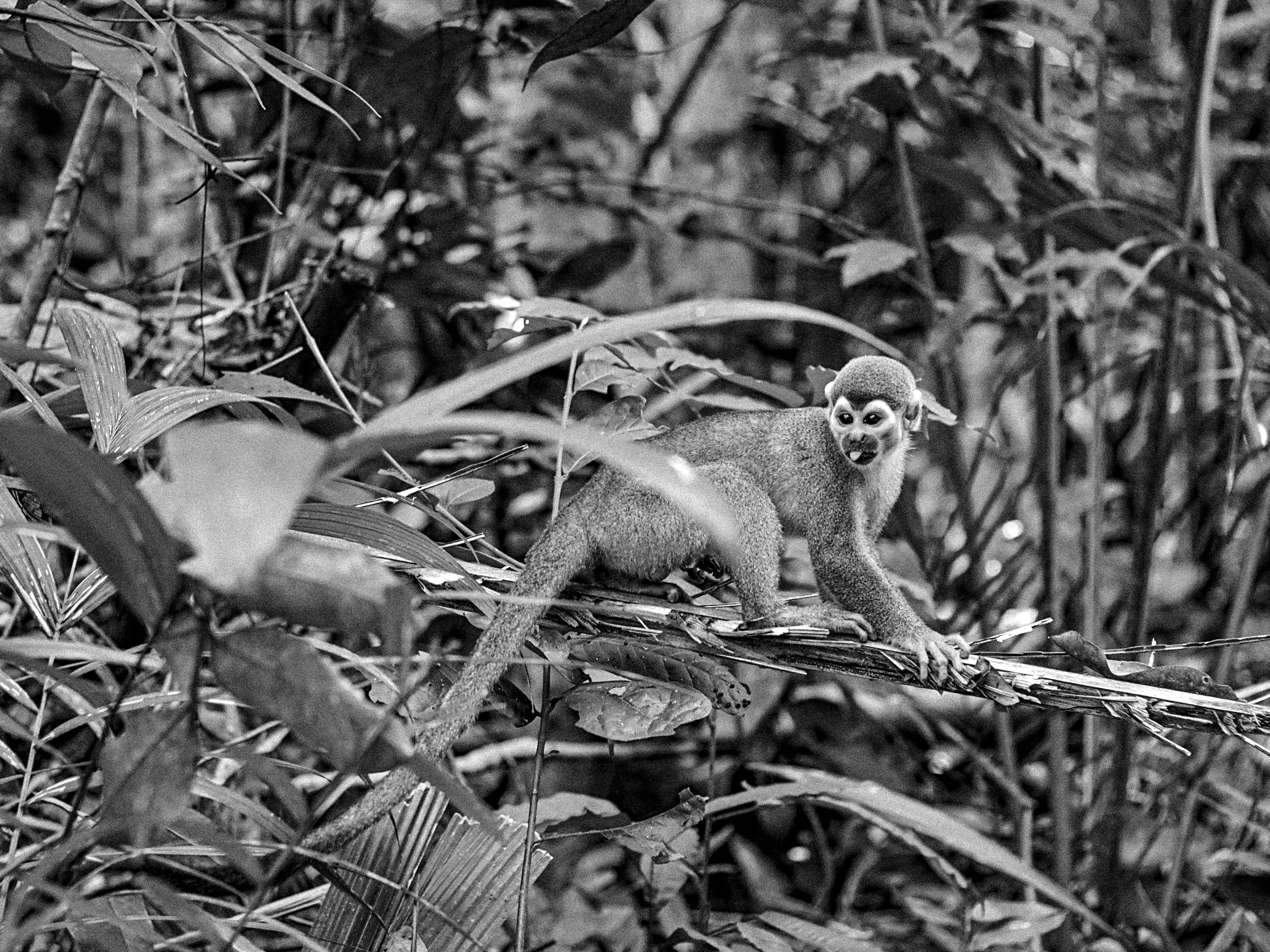Monkey Sus Photos, Download The BEST Free Monkey Sus Stock Photos & HD ...