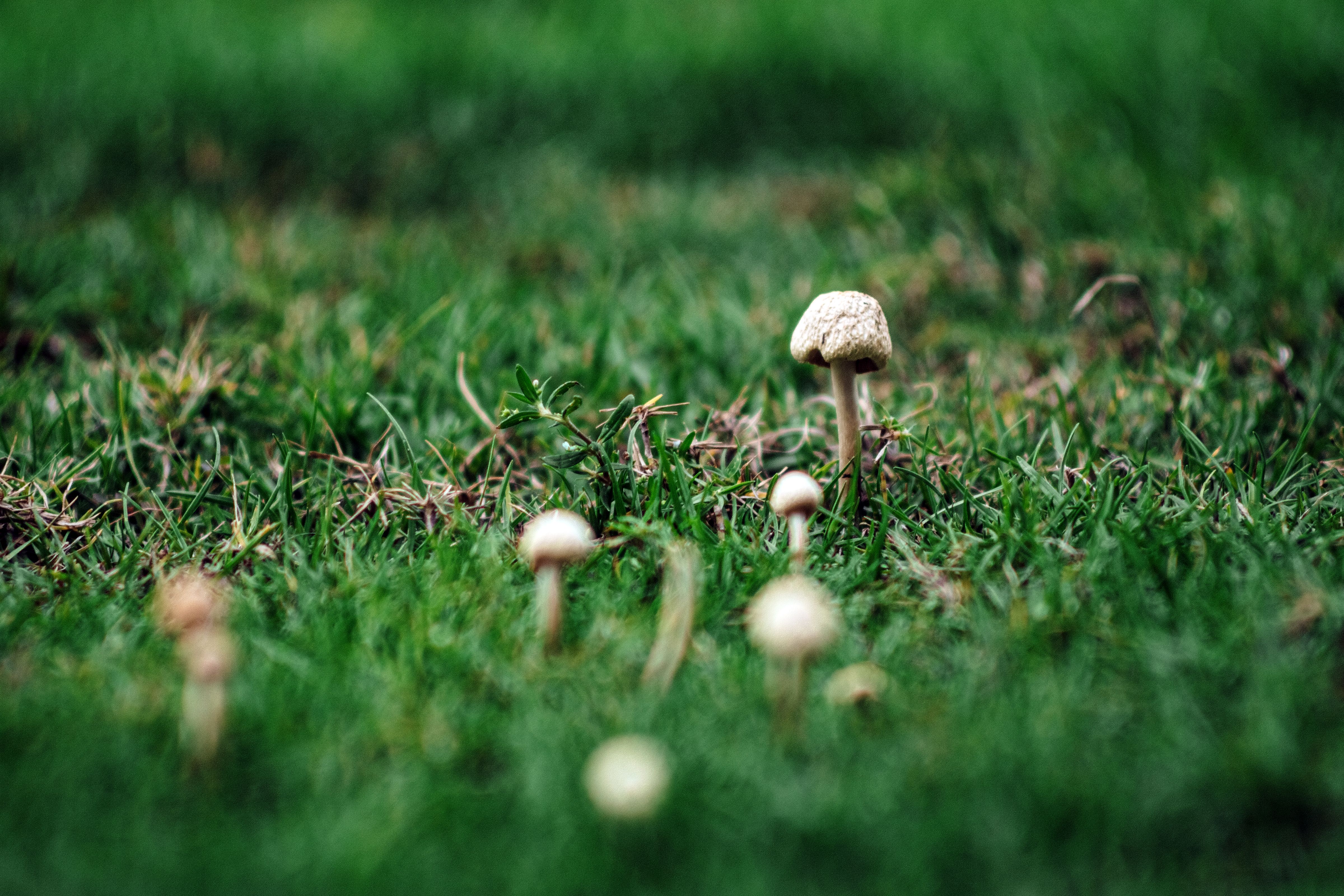 Mushrooms Waterfalls Photos, Download The BEST Free Mushrooms ...