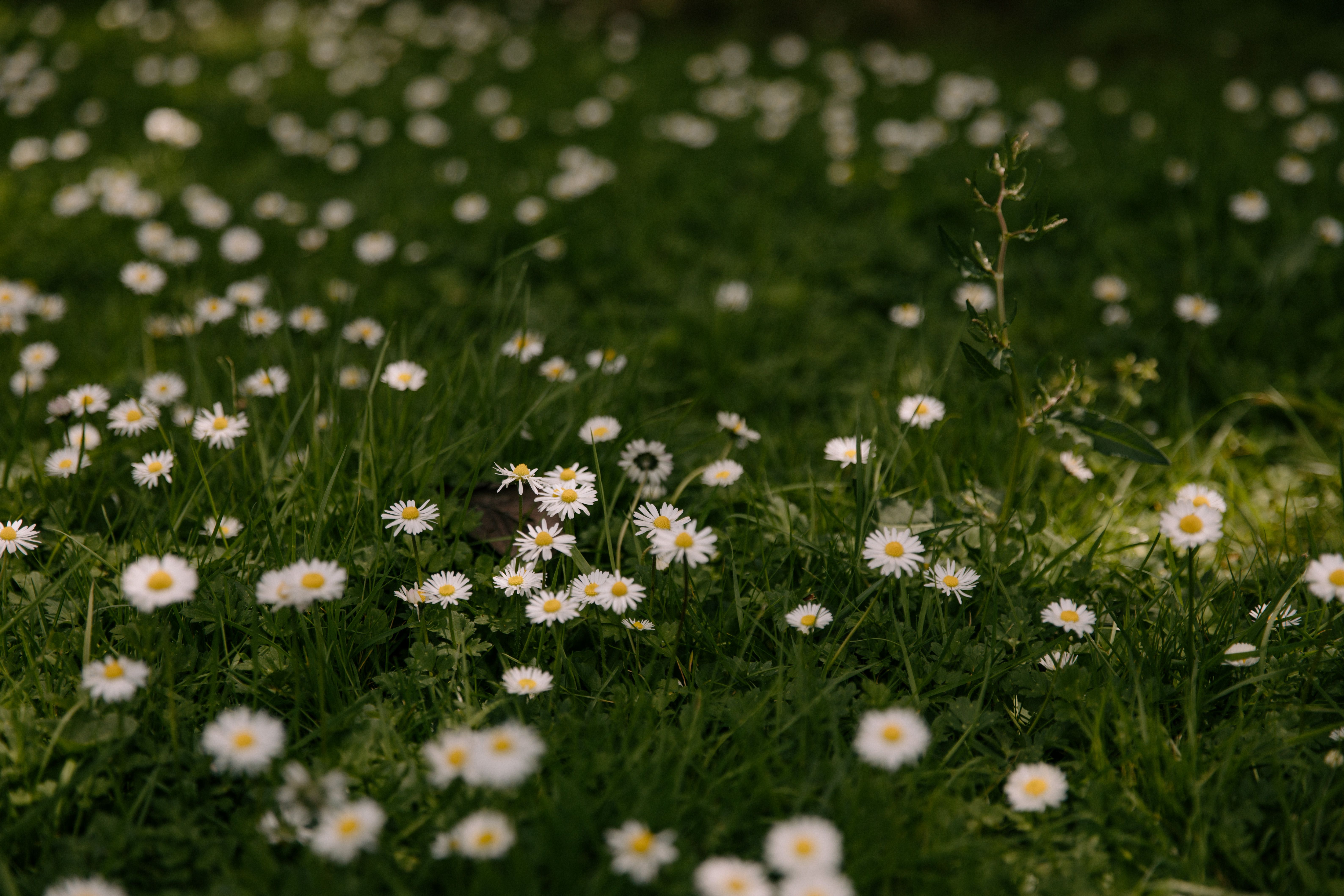 Daisy Photos, Download The BEST Free Daisy Stock Photos & HD Images