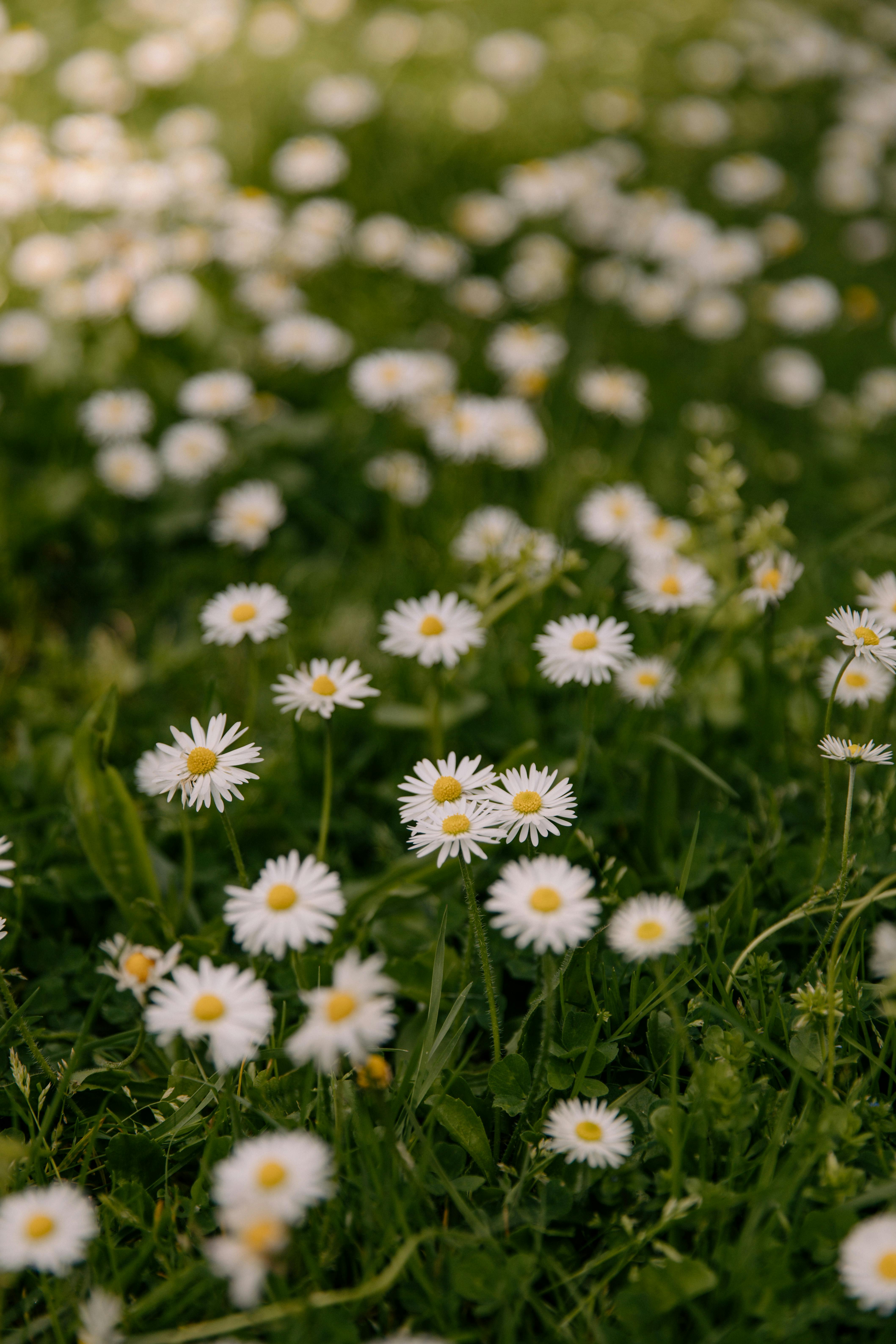 Radhe Radhe Wallpapers Photos, Download The BEST Free Radhe Radhe ...