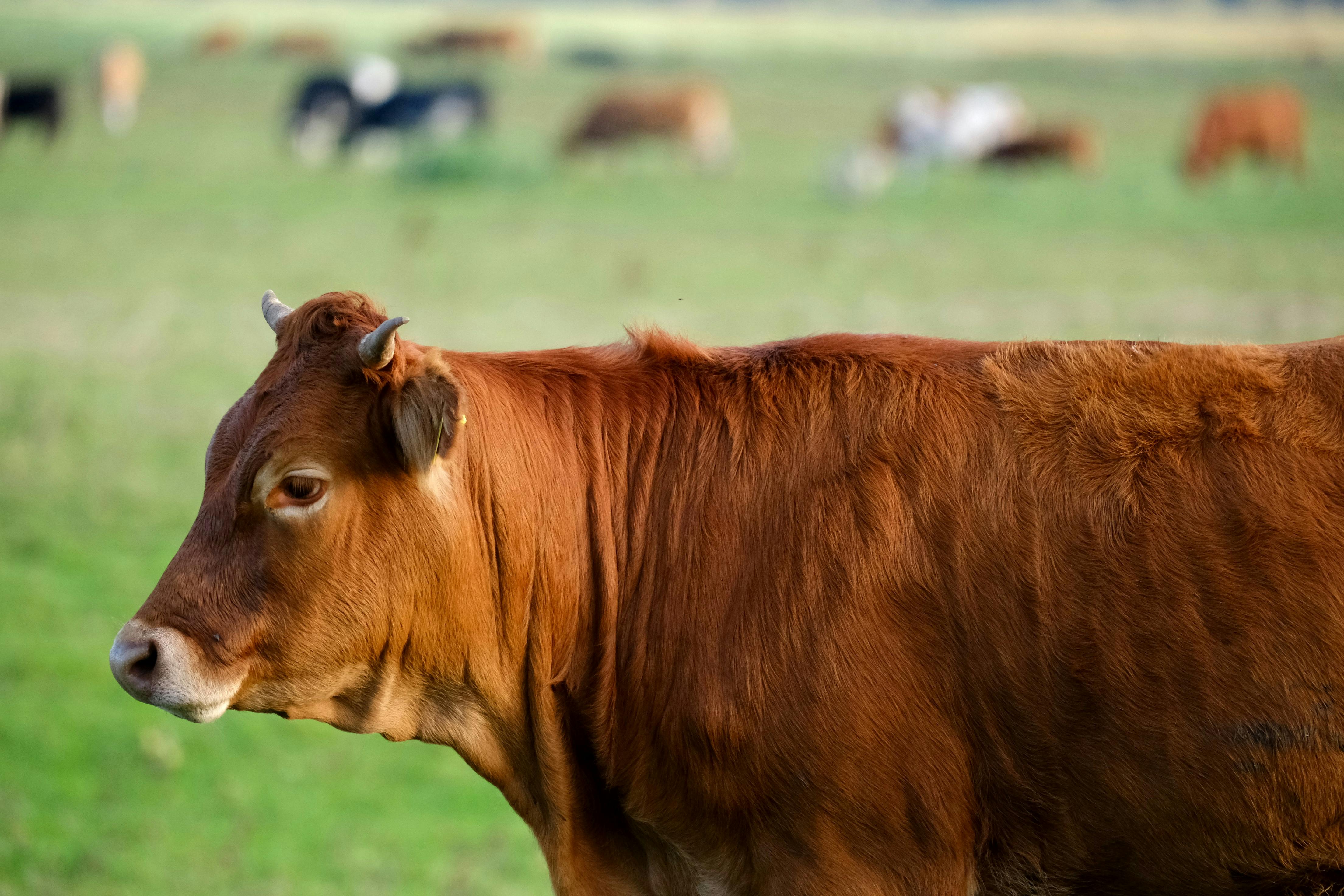 Foto profissional gratuita de agricultura, américa do norte, animais ...
