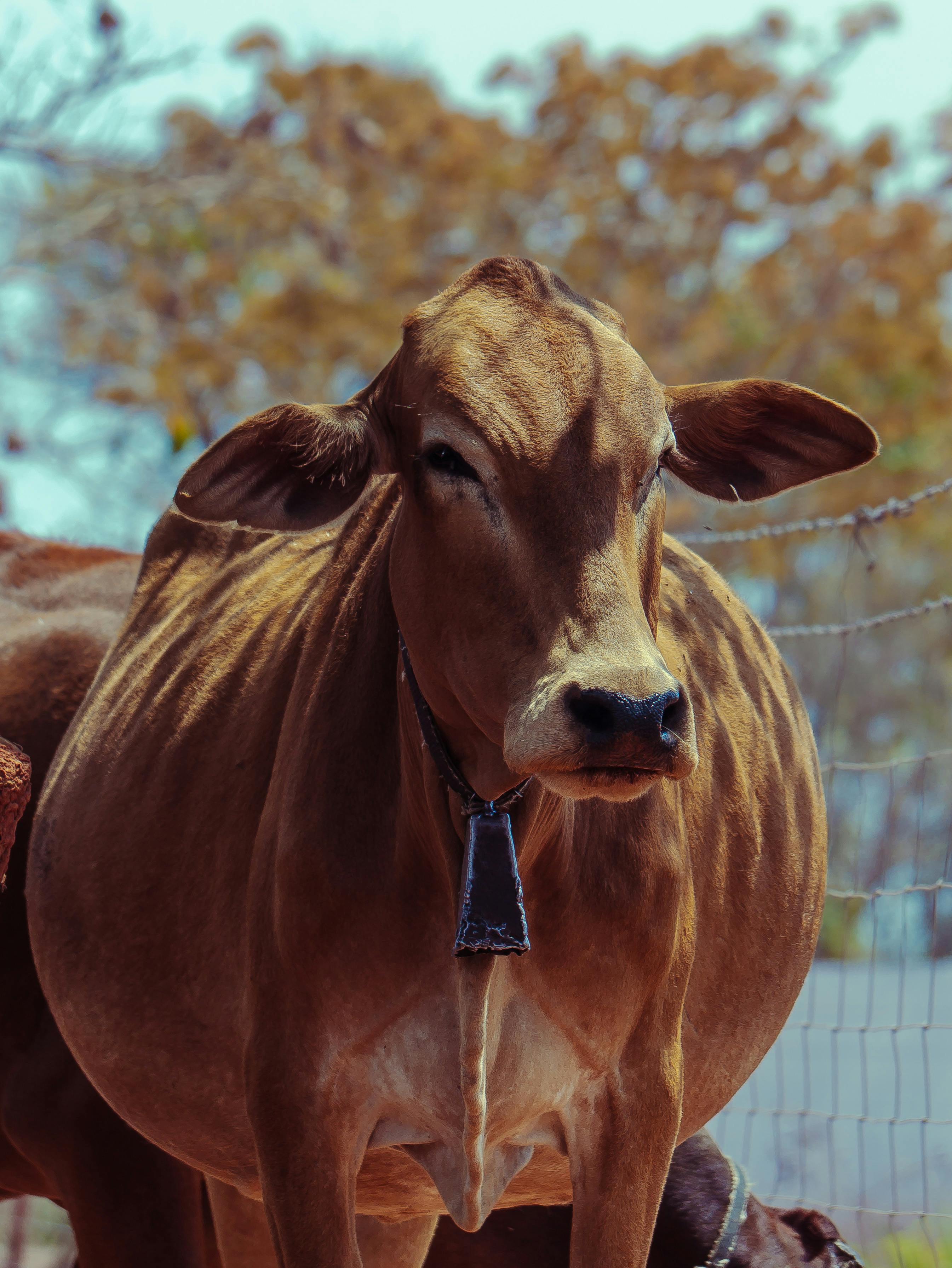 Dairy Cow Photos, Download The BEST Free Dairy Cow Stock Photos & HD Images