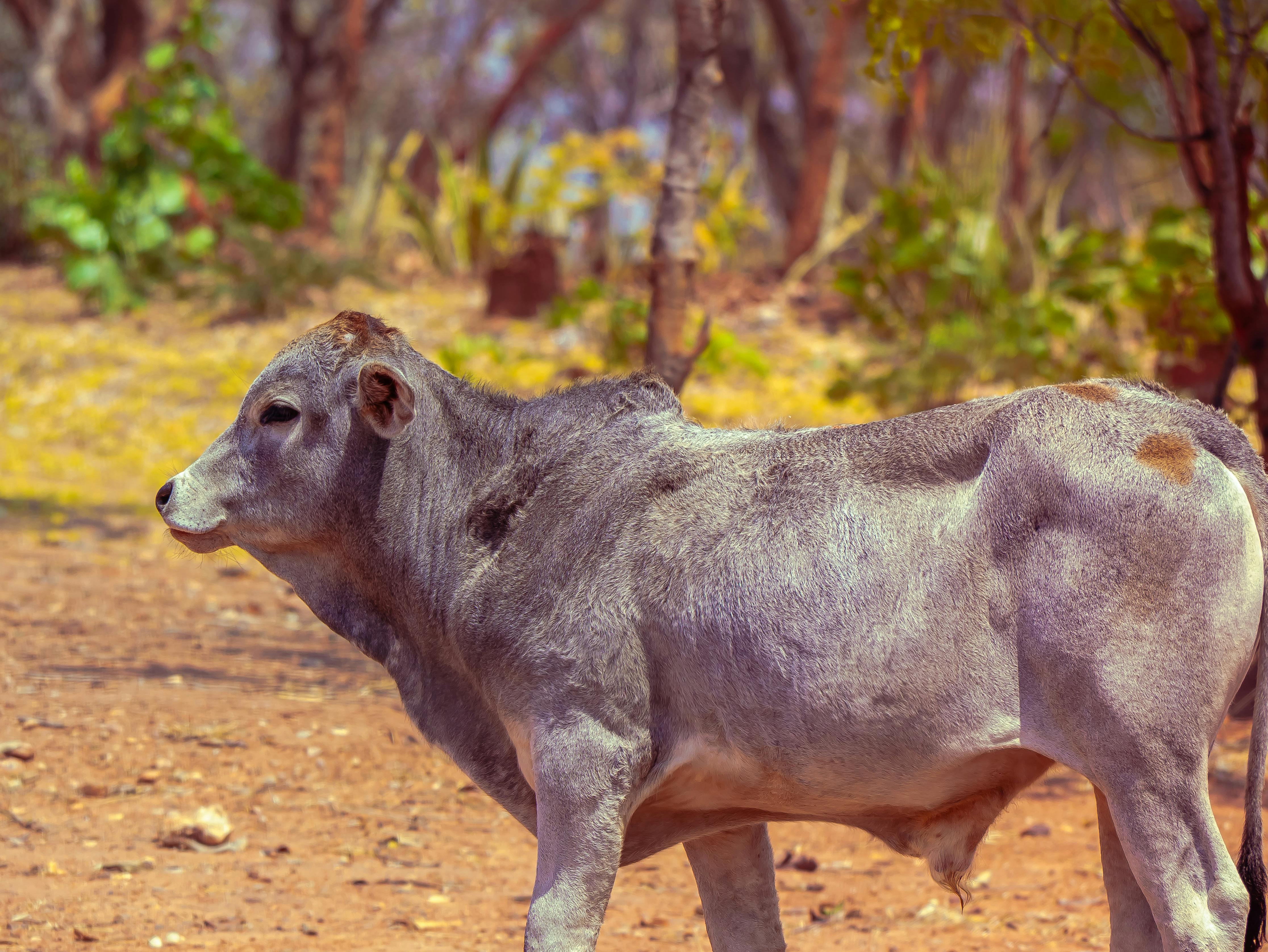 Brahman Calf in Sunny Pasture · Free Stock Photo
