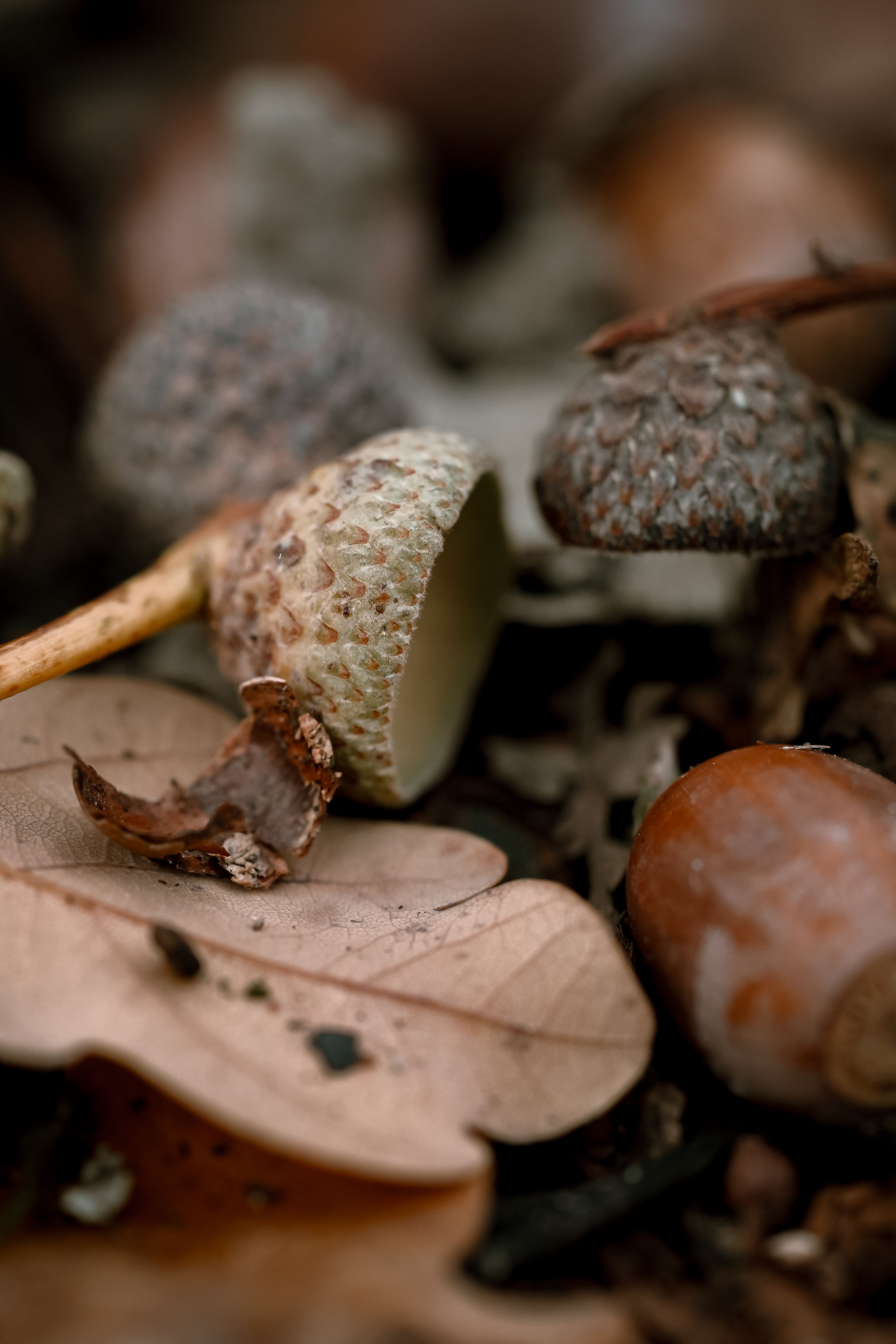 Close-up of Autumn Acorns and Leaves in Forest · Free Stock Photo